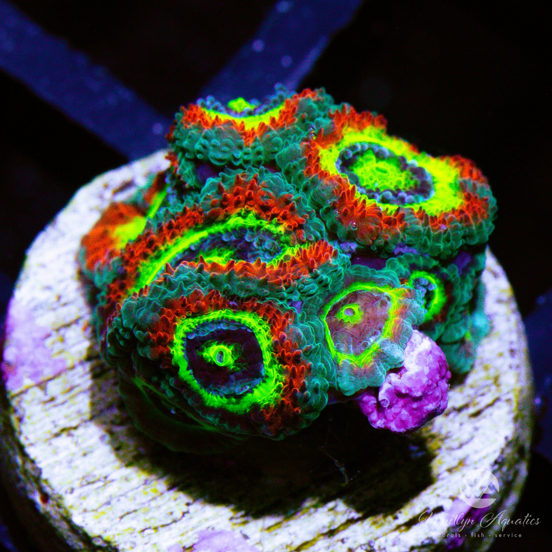 Holy Grail Micromussa – Whitlyn Aquatics