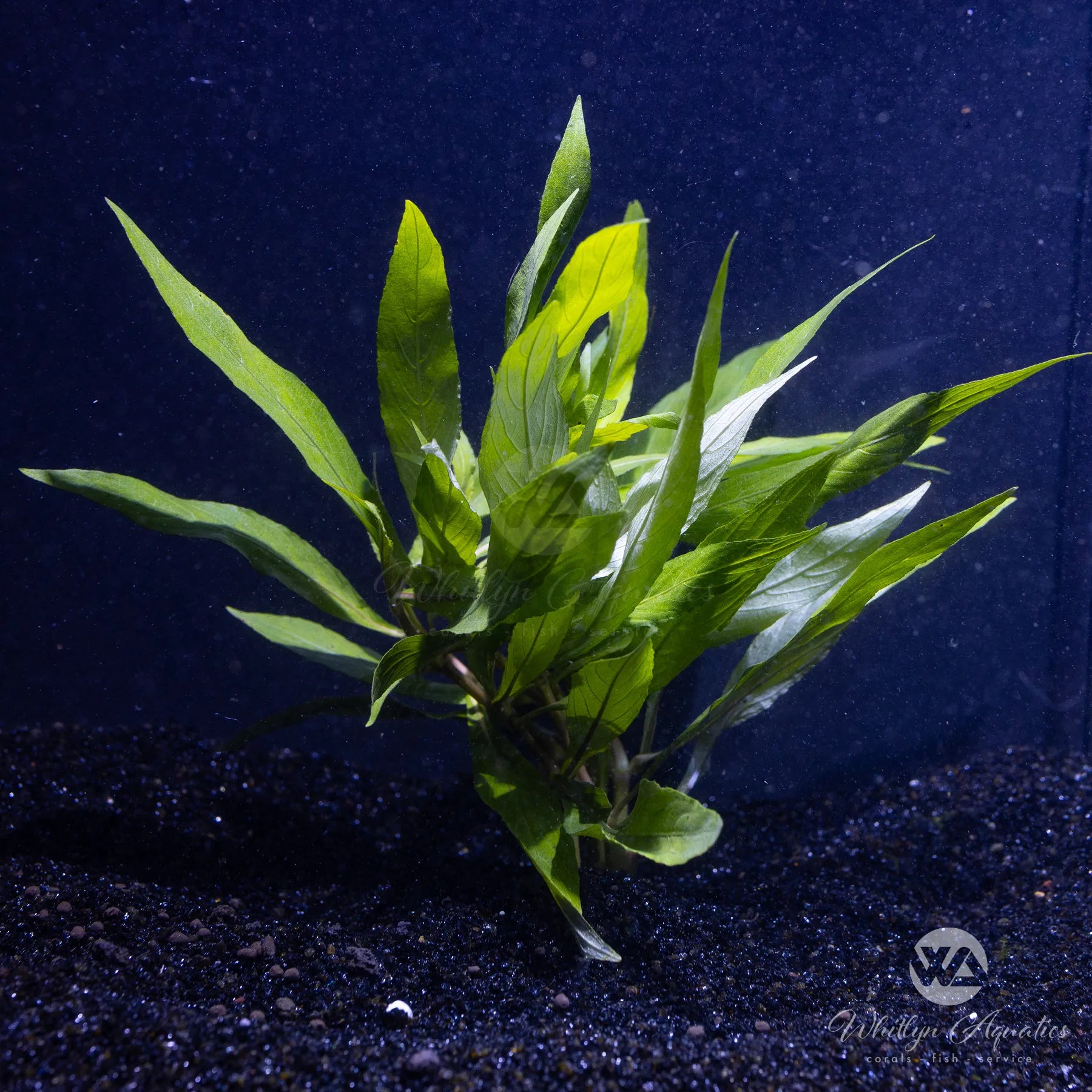 Hygrophila salicifolia – Whitlyn Aquatics
