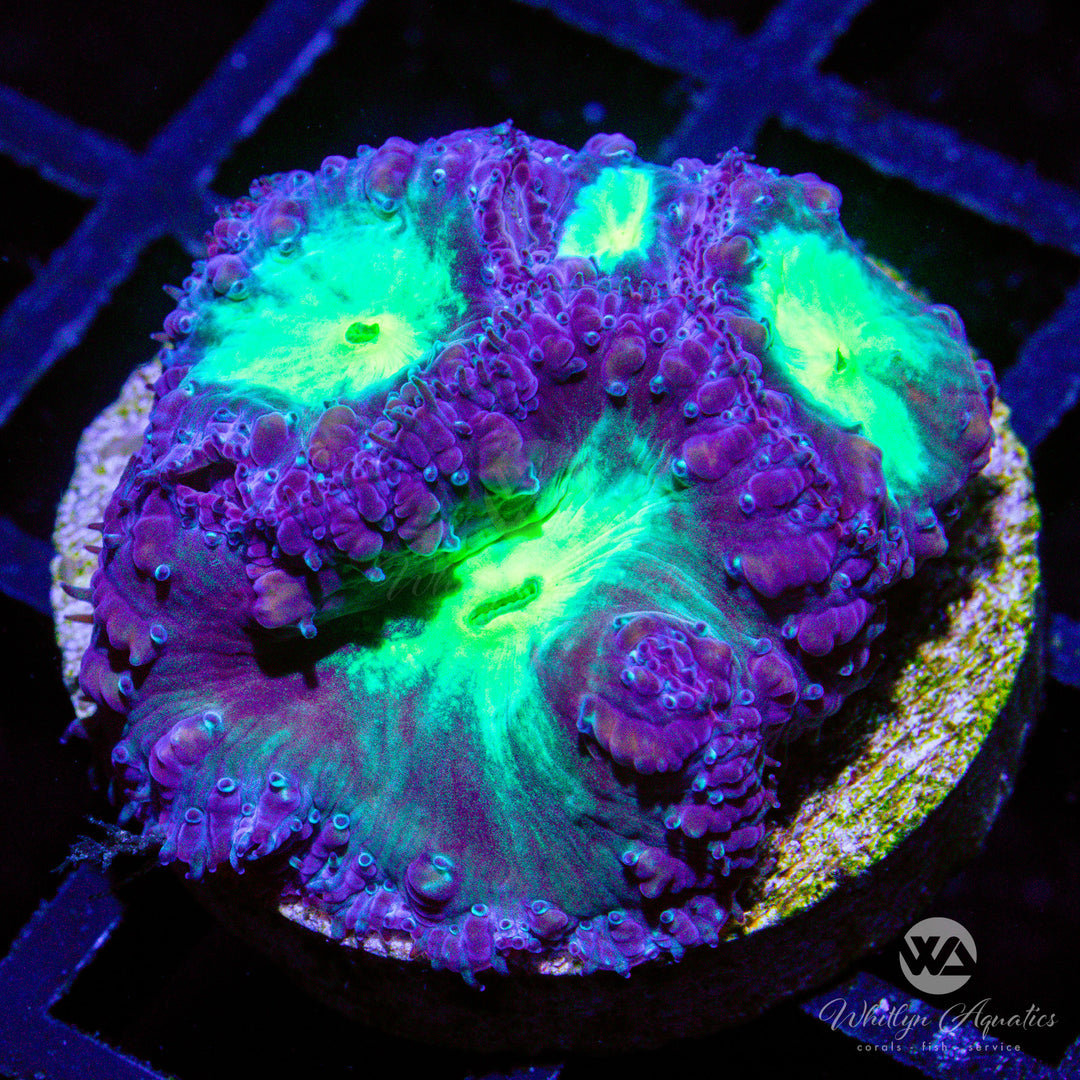 (I1) WA Green Goblin Blastomussa - WYSIWYG – Whitlyn Aquatics