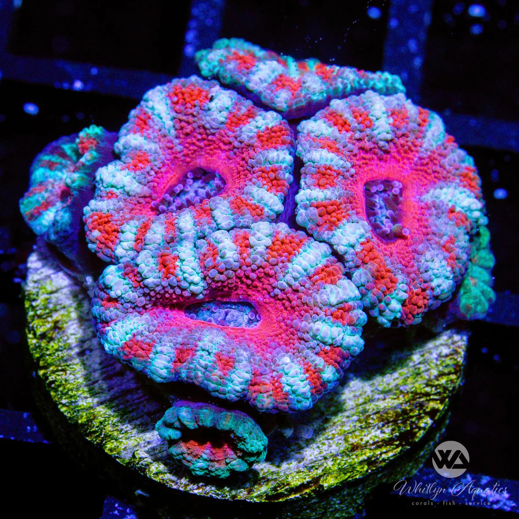 (B12) WA Peppermint Acan - WYSIWYG – Whitlyn Aquatics