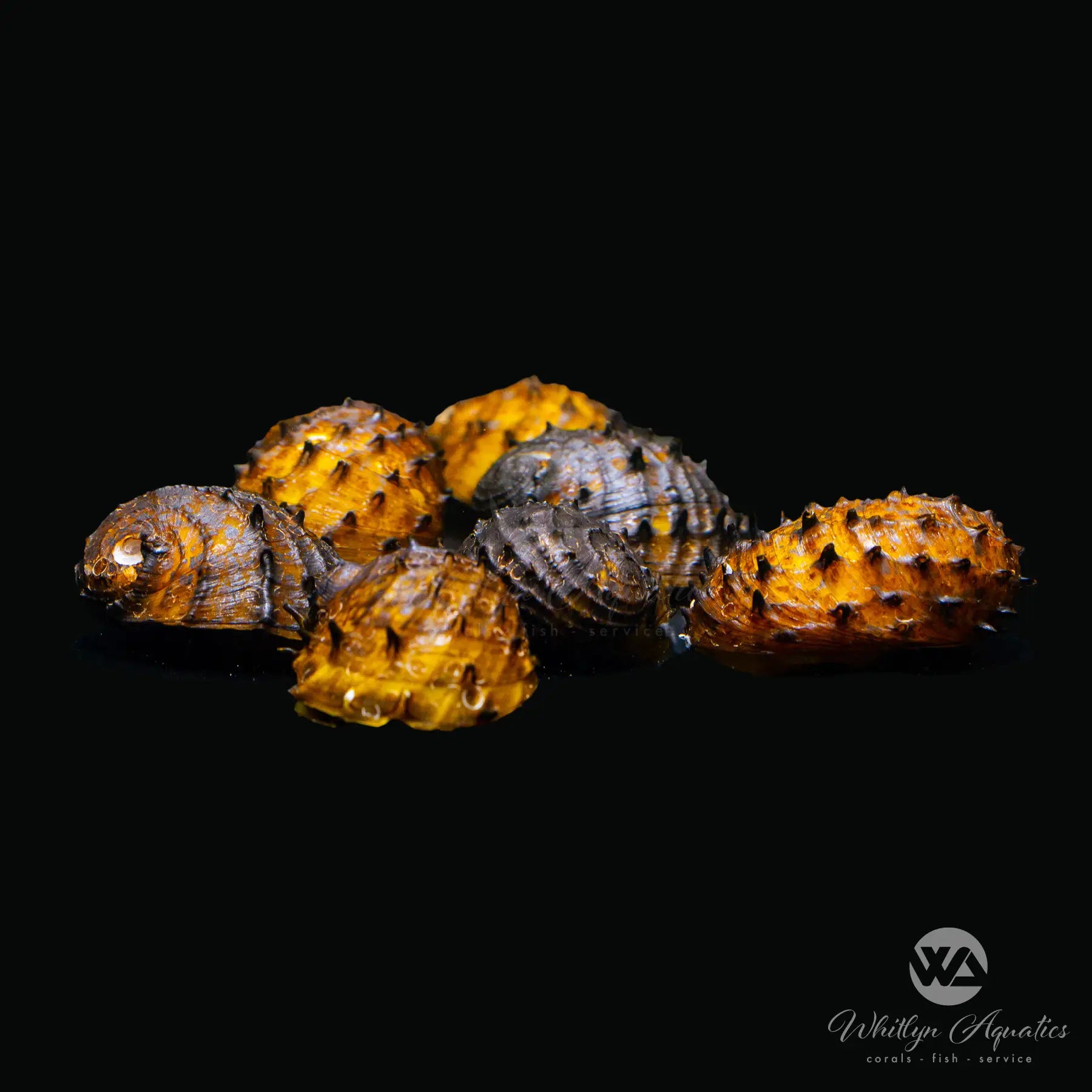 King Koopa "Sea Mine" Nerite Snail - Neritina juttingae – Whitlyn Aquatics