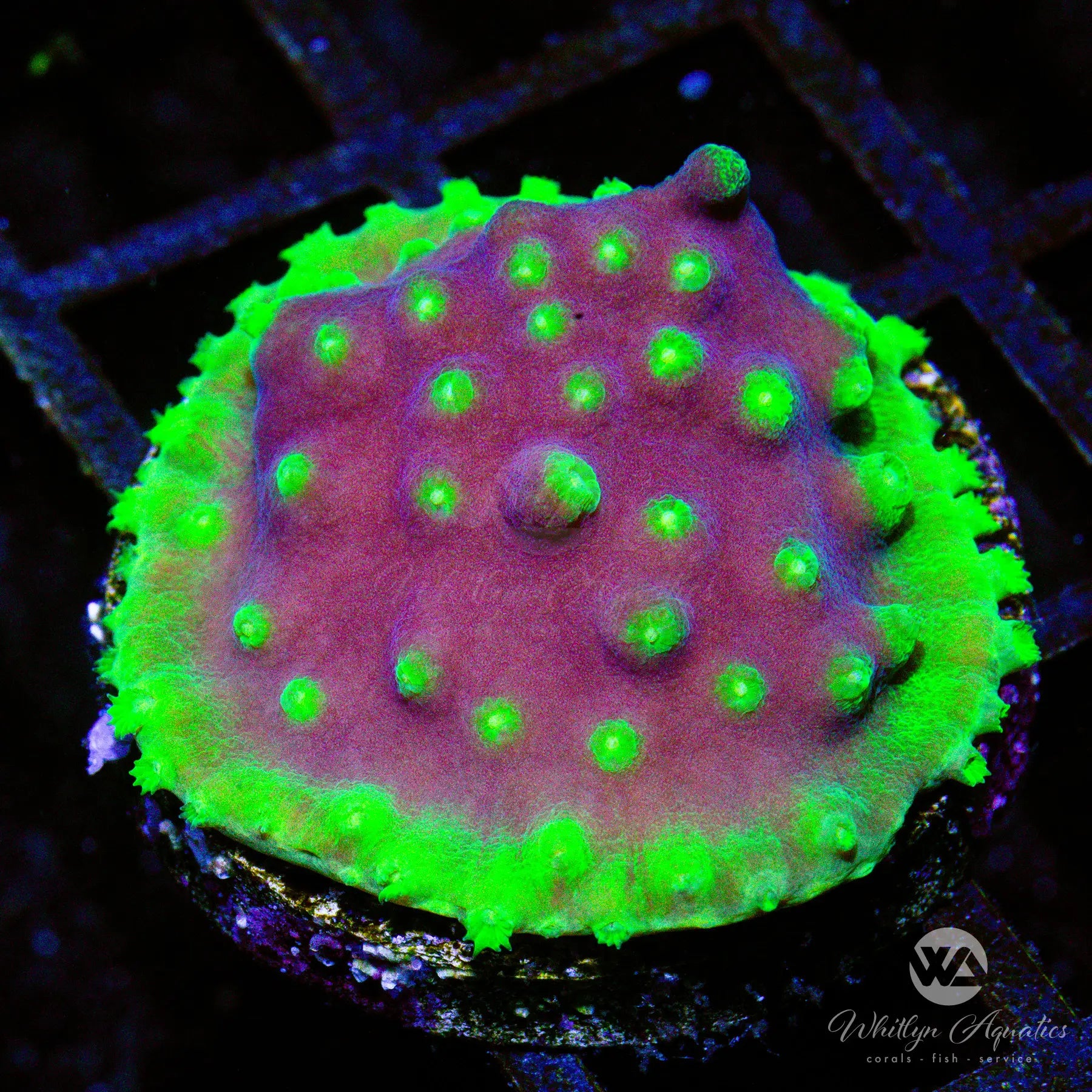 LA Lakers Scroll Coral – Whitlyn Aquatics