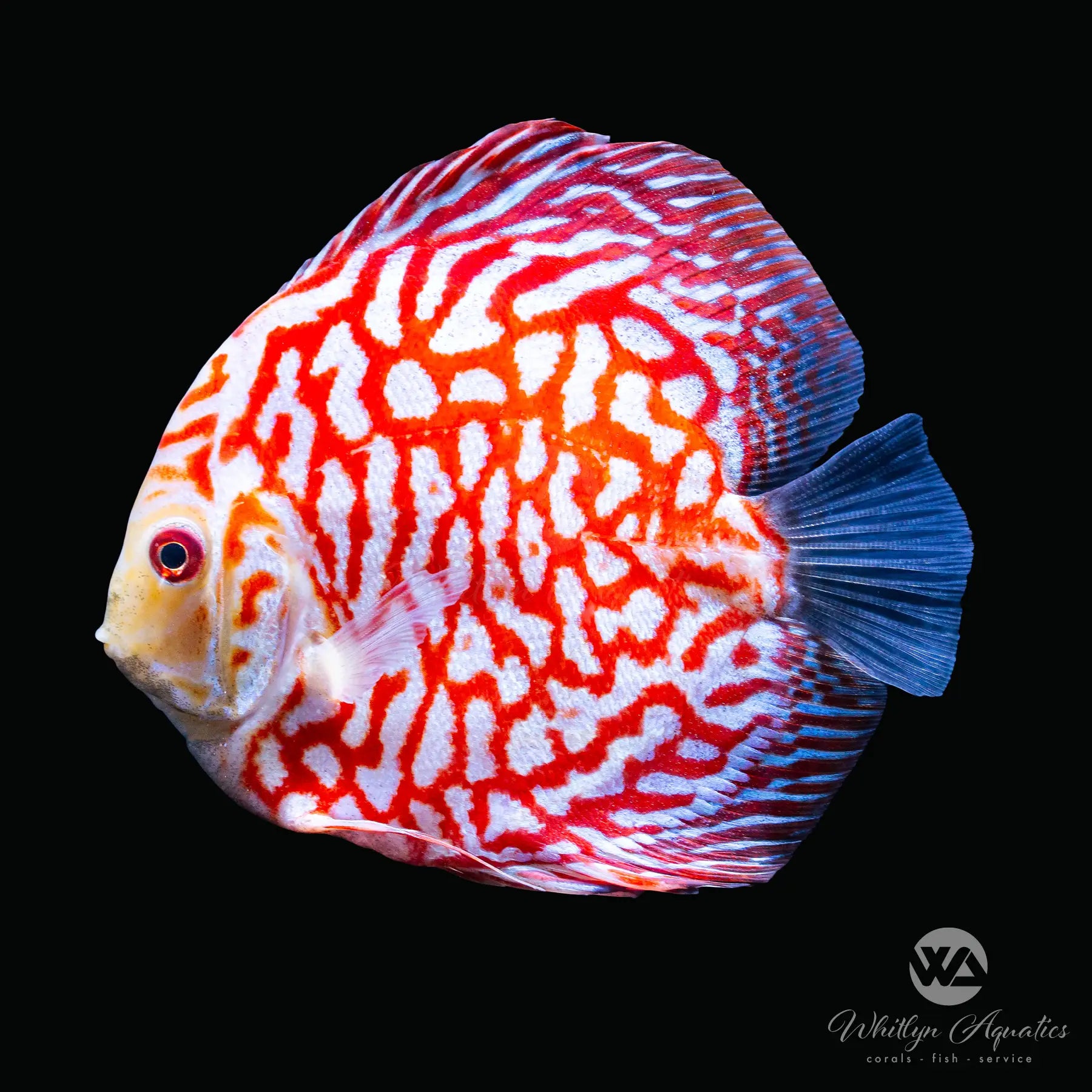 Assorted Discus - Symphysodon aequifasciatus – Whitlyn Aquatics