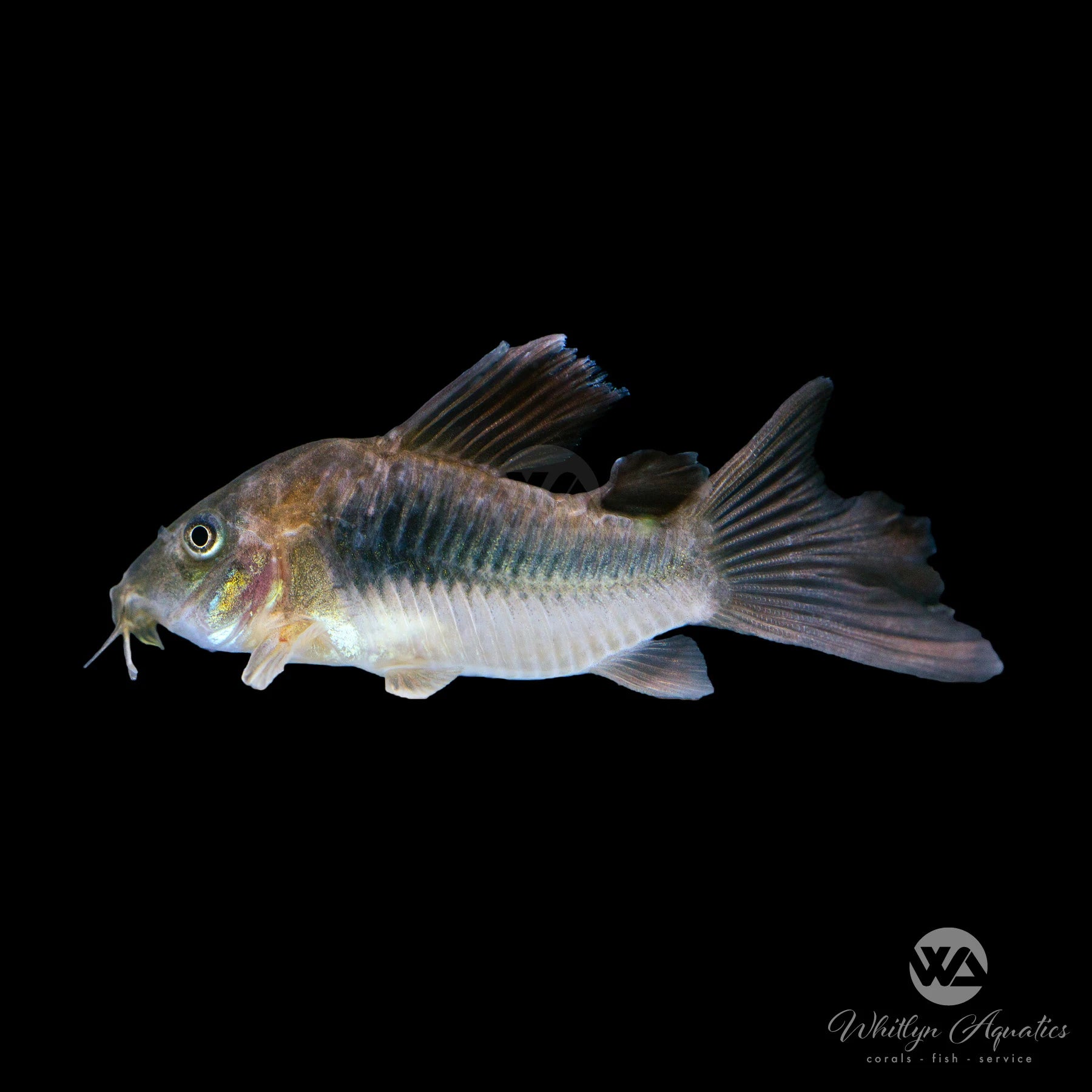 Longfin Bronze Cory - Corydoras aeneus – Whitlyn Aquatics