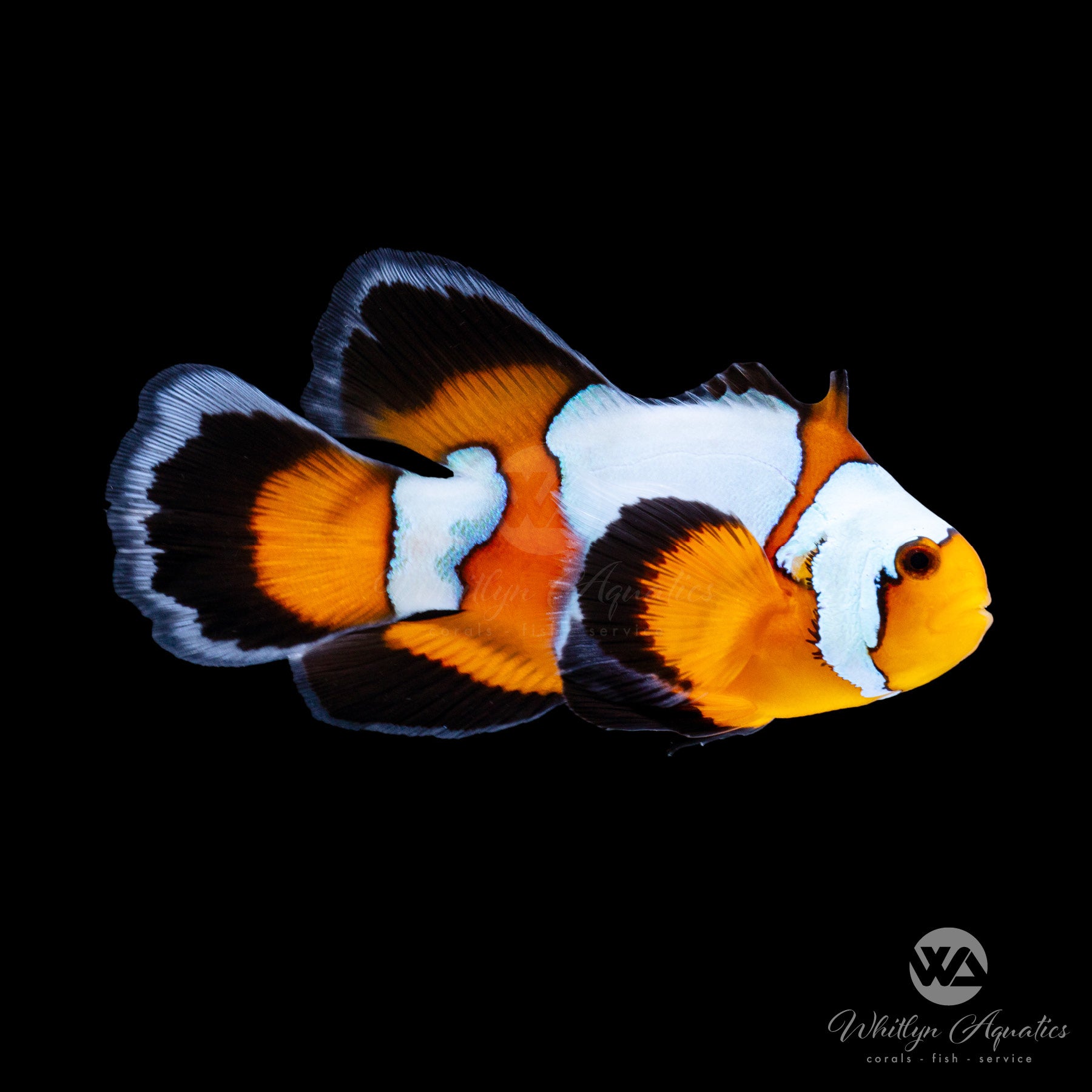 Longfin Snowflake Clownfish - Amphiprion Ocellaris – Whitlyn Aquatics