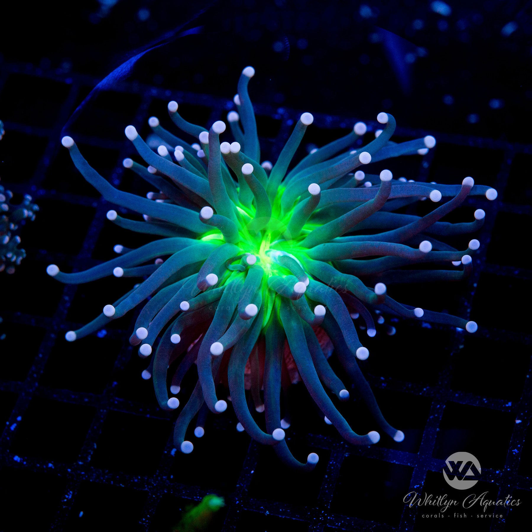 Malaysian Miami Torch – Whitlyn Aquatics