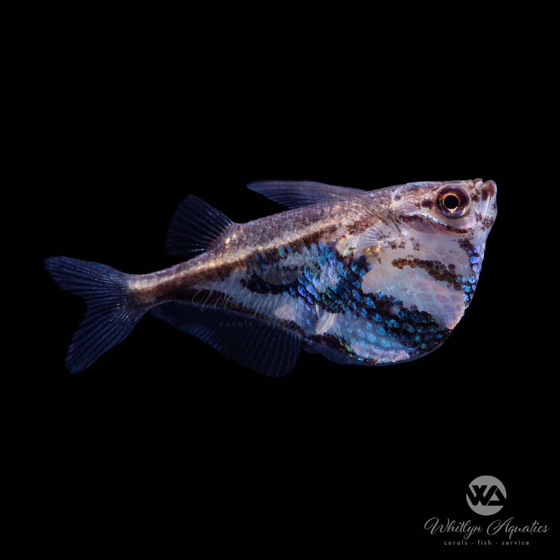 Marble Hatchetfish