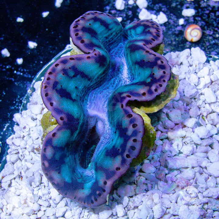 Whitlyn Aquatics - Coral Frags, Fish, Supplies & Aquarium Services