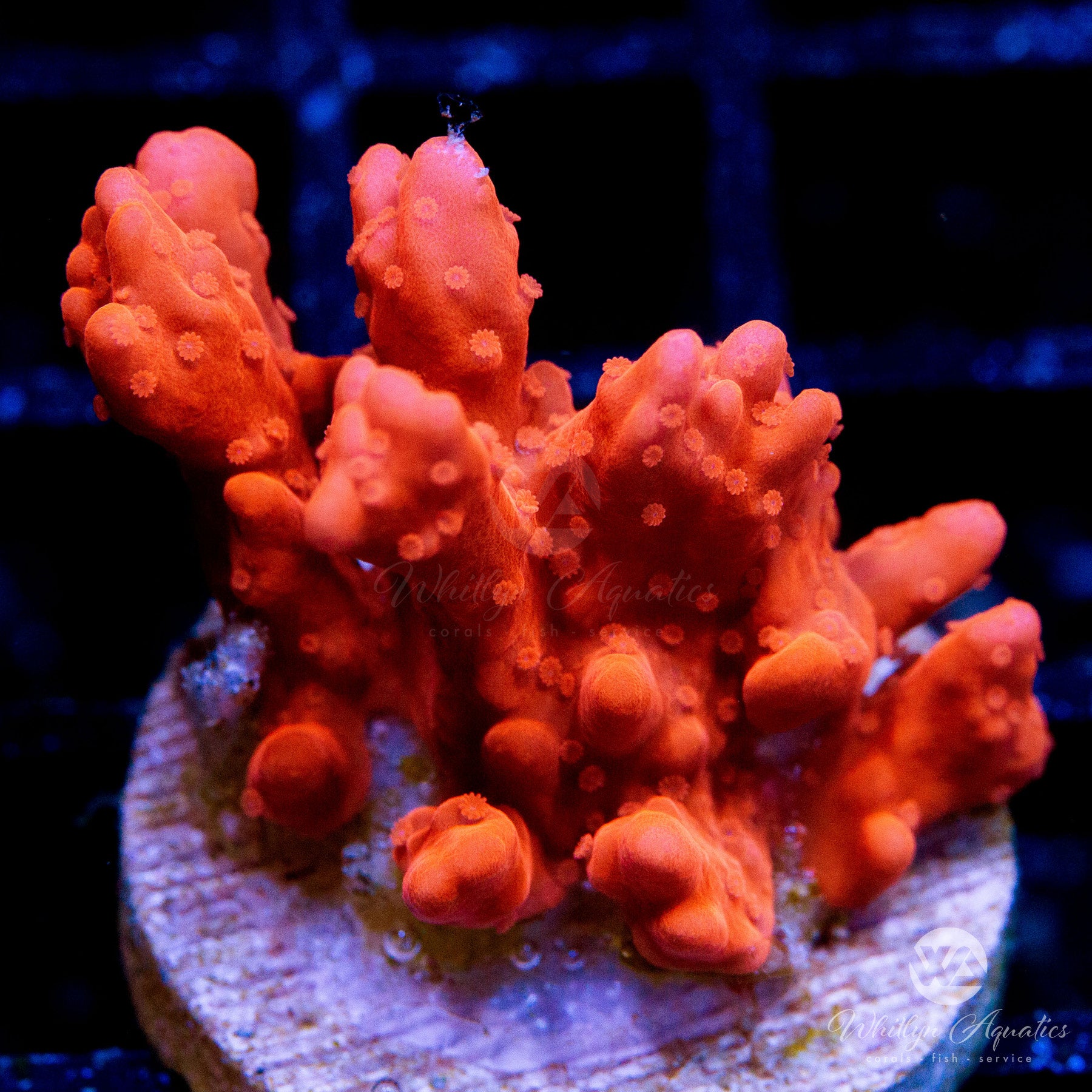 Orange Setosa Montipora – Whitlyn Aquatics