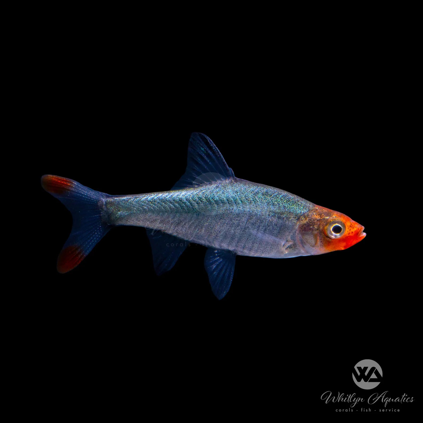 Naked Micro Rasbora - Sawbwa resplendens – Whitlyn Aquatics