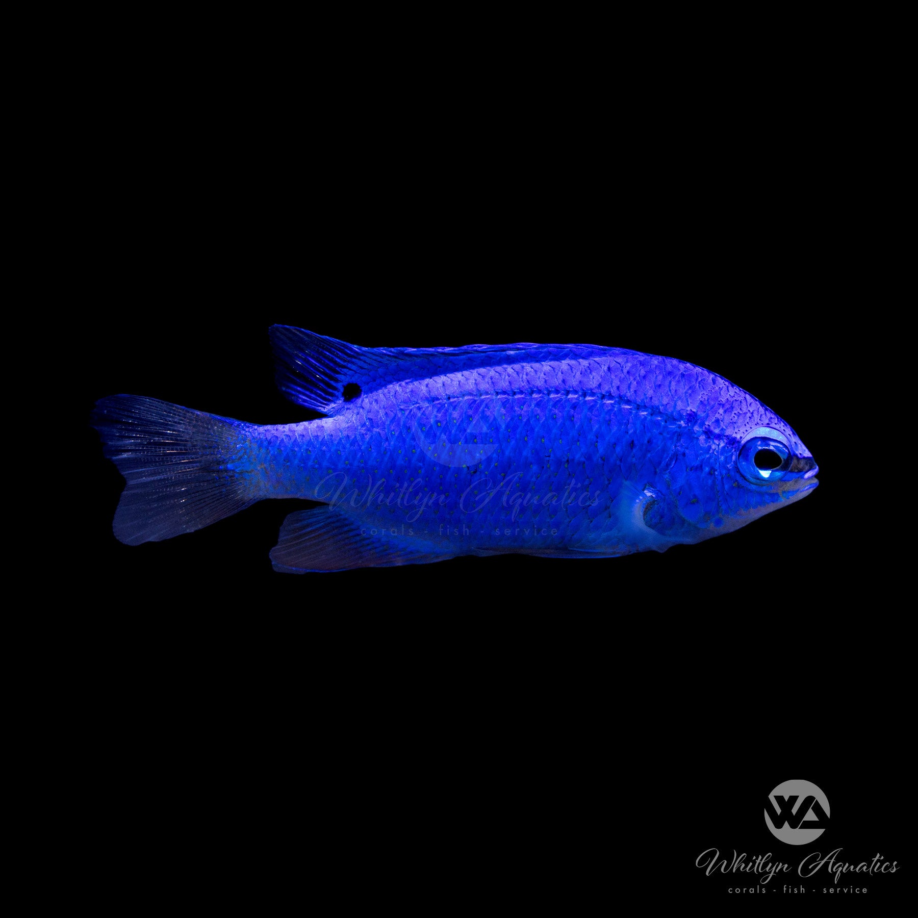 Blue Devil Damsel - Chrysiptera cyanea – Whitlyn Aquatics