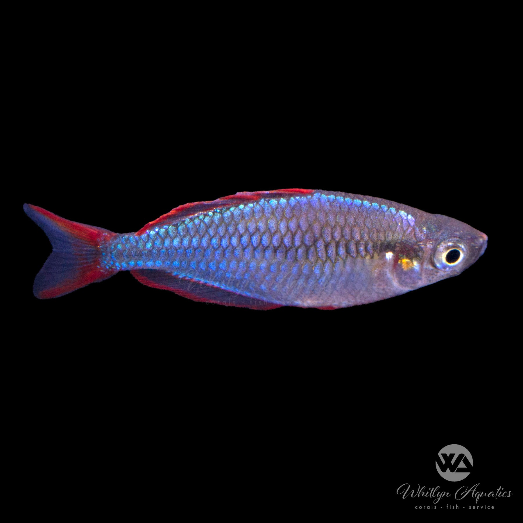 Neon Dwarf Rainbowfish - Melanotaenia praeco – Whitlyn Aquatics
