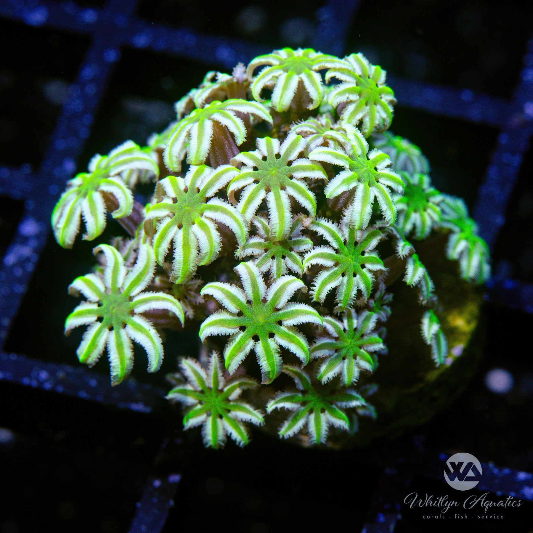 Neon Green Pipe Organ Coral – Whitlyn Aquatics