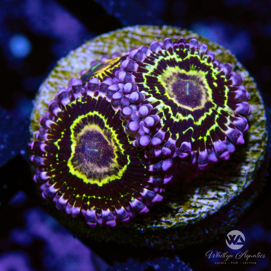 Stratosphere Zoanthid (Aquacultured) – Whitlyn Aquatics