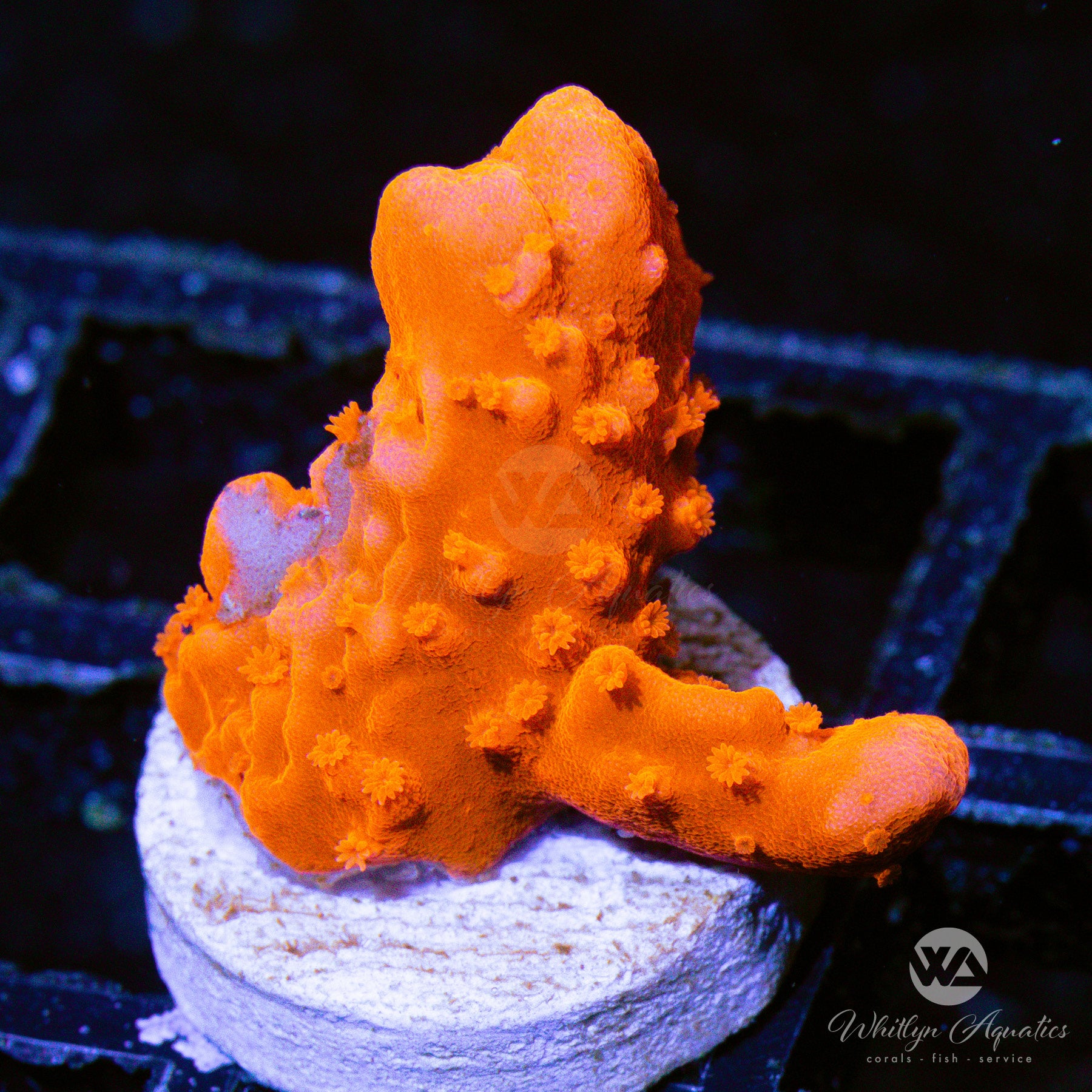 Orange Setosa Montipora – Whitlyn Aquatics