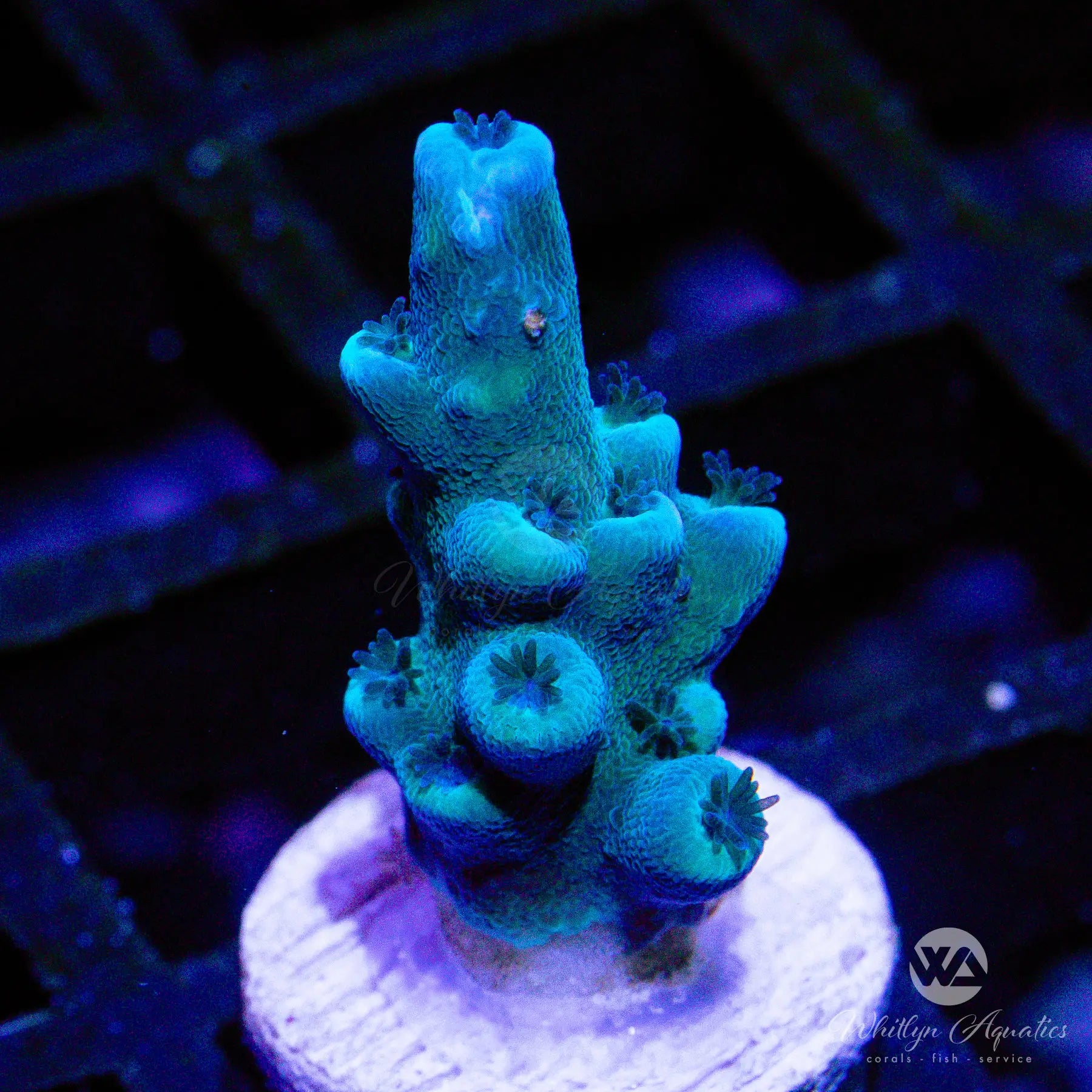 Oregon Tort Acropora – Whitlyn Aquatics