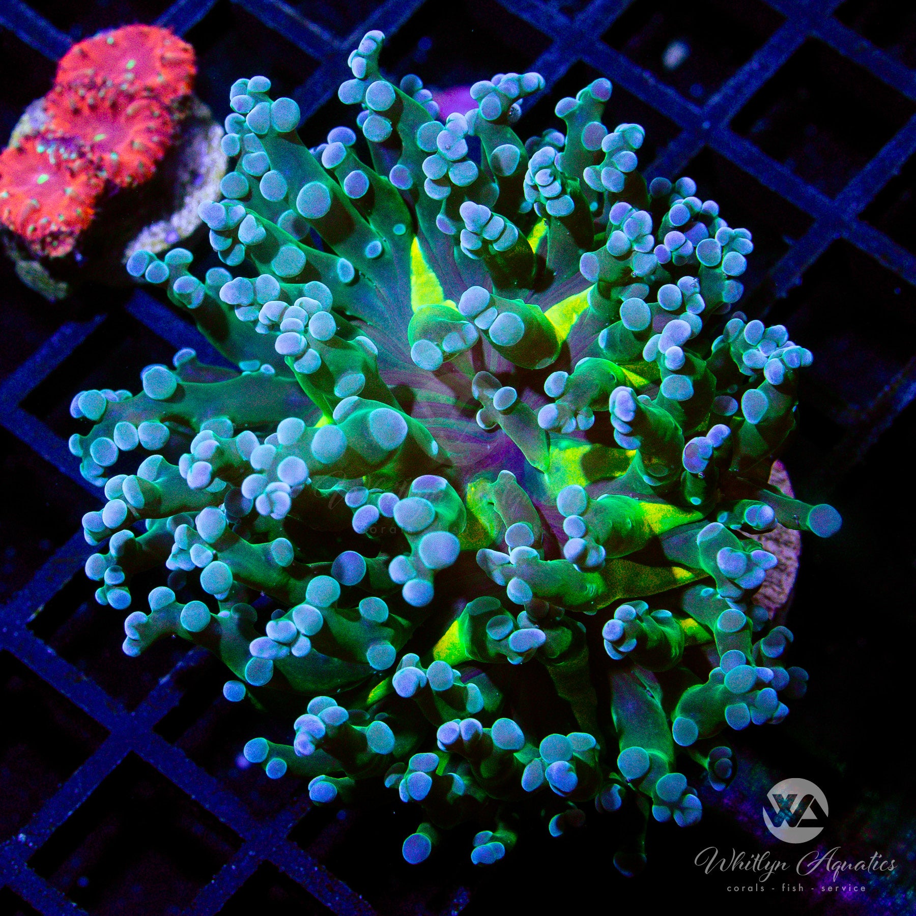 (P1) WA Midas Touch Frogspawn - WYSIWYG – Whitlyn Aquatics