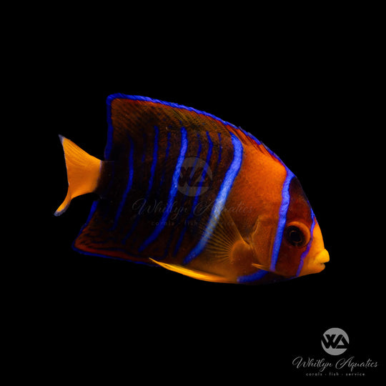 Marine Angelfish – Whitlyn Aquatics