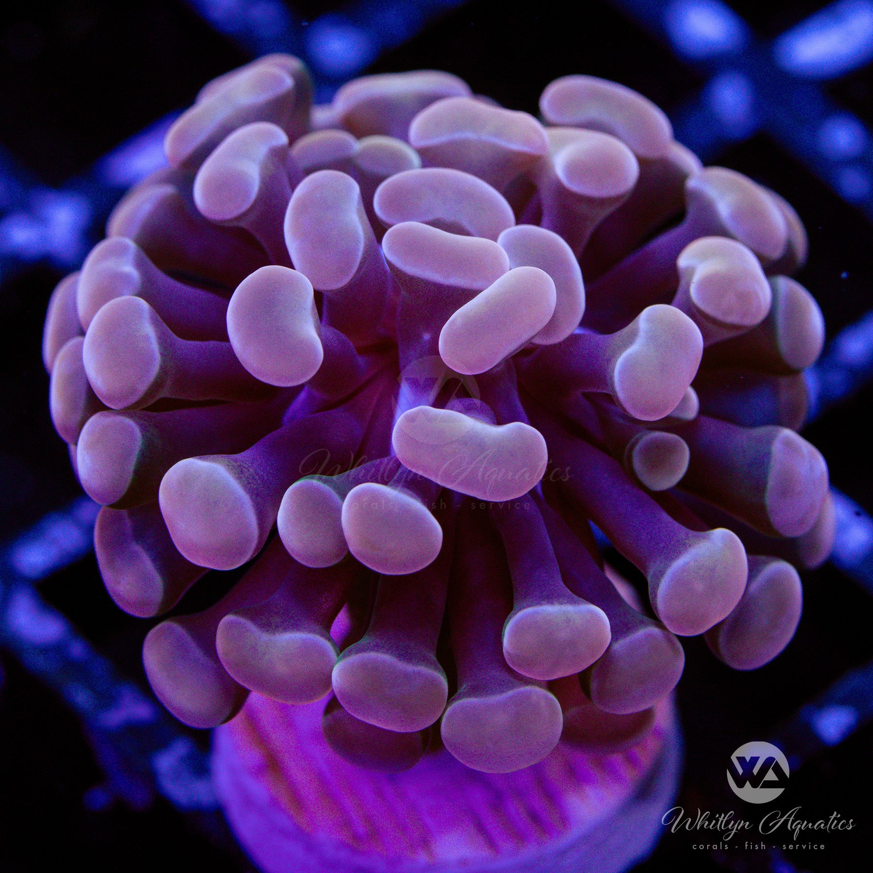 Peach Branching Hammer – Whitlyn Aquatics