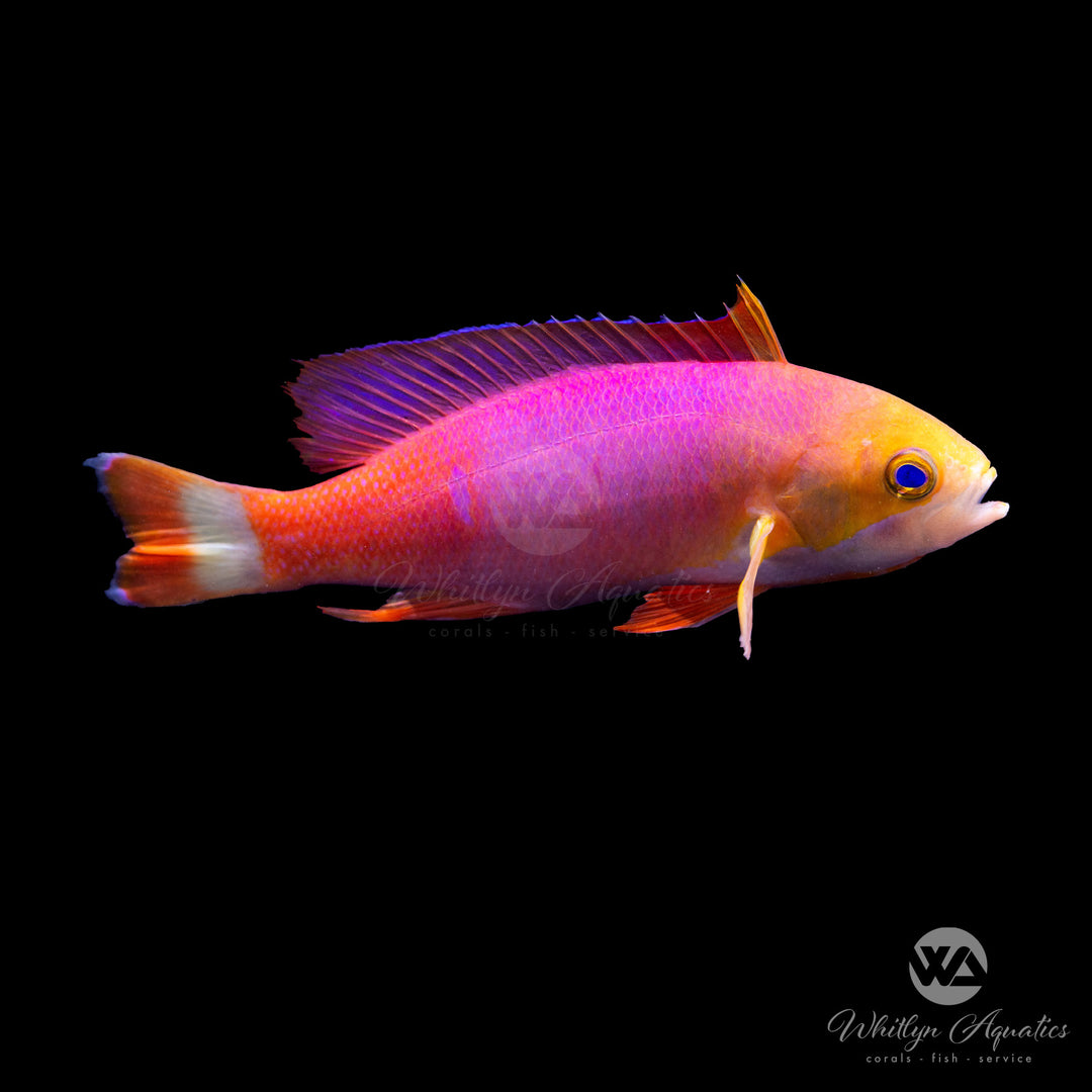 Anthias – Whitlyn Aquatics
