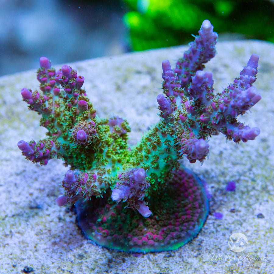 Acropora – Whitlyn Aquatics