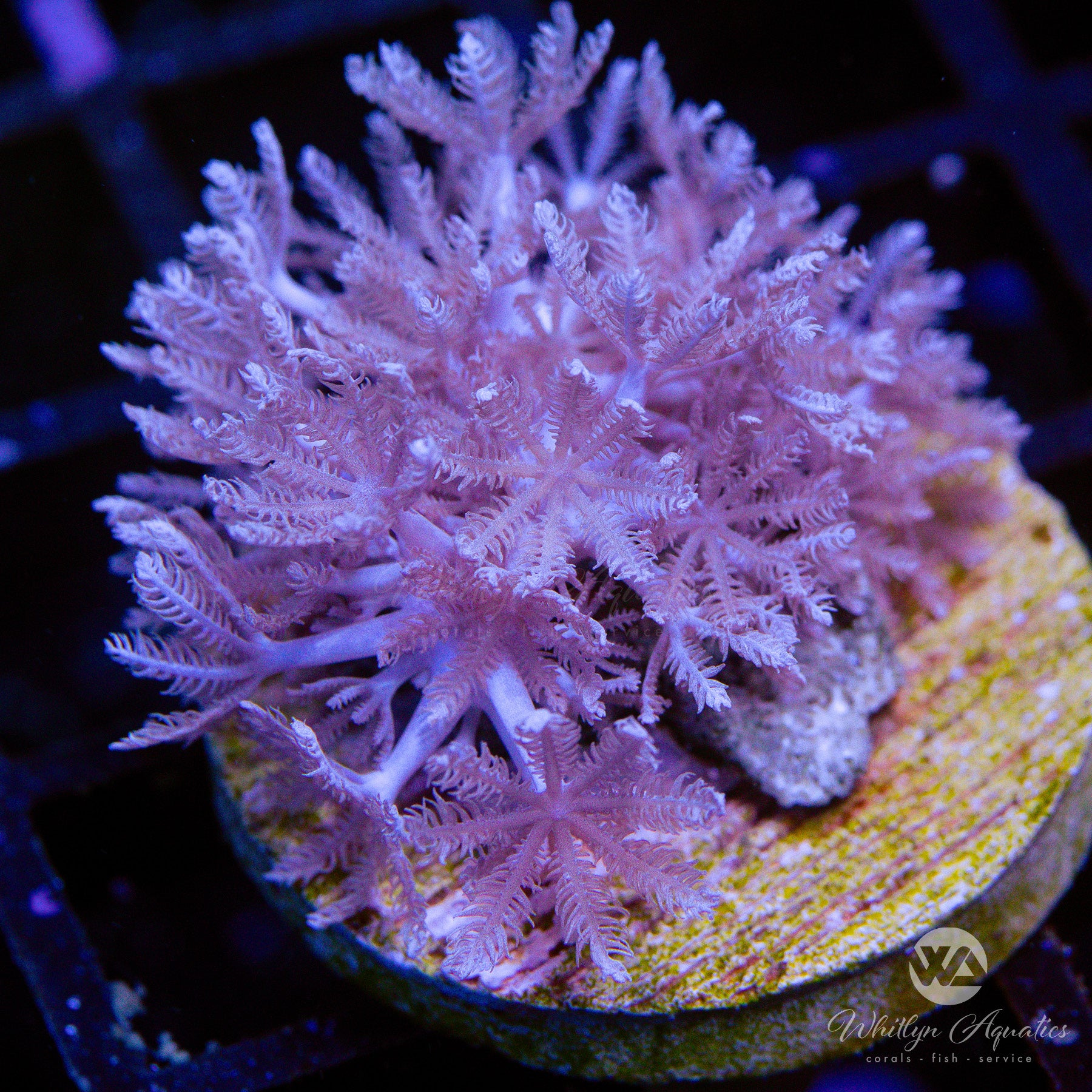 Pulsing Xenia Clove Daisy Polyp – Whitlyn Aquatics