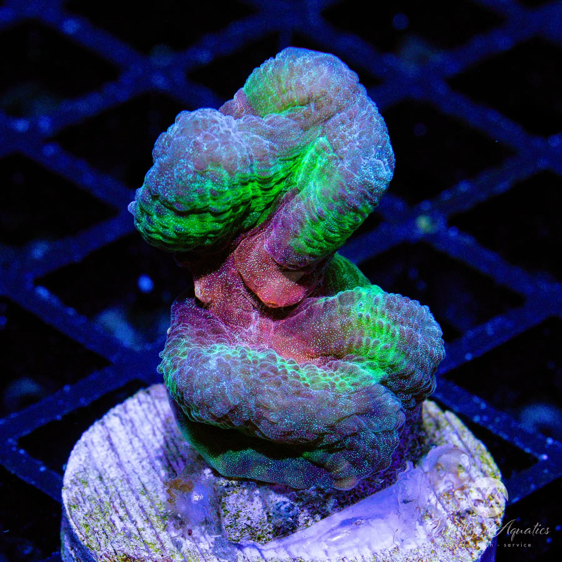 Rainbow Pectinia – Whitlyn Aquatics