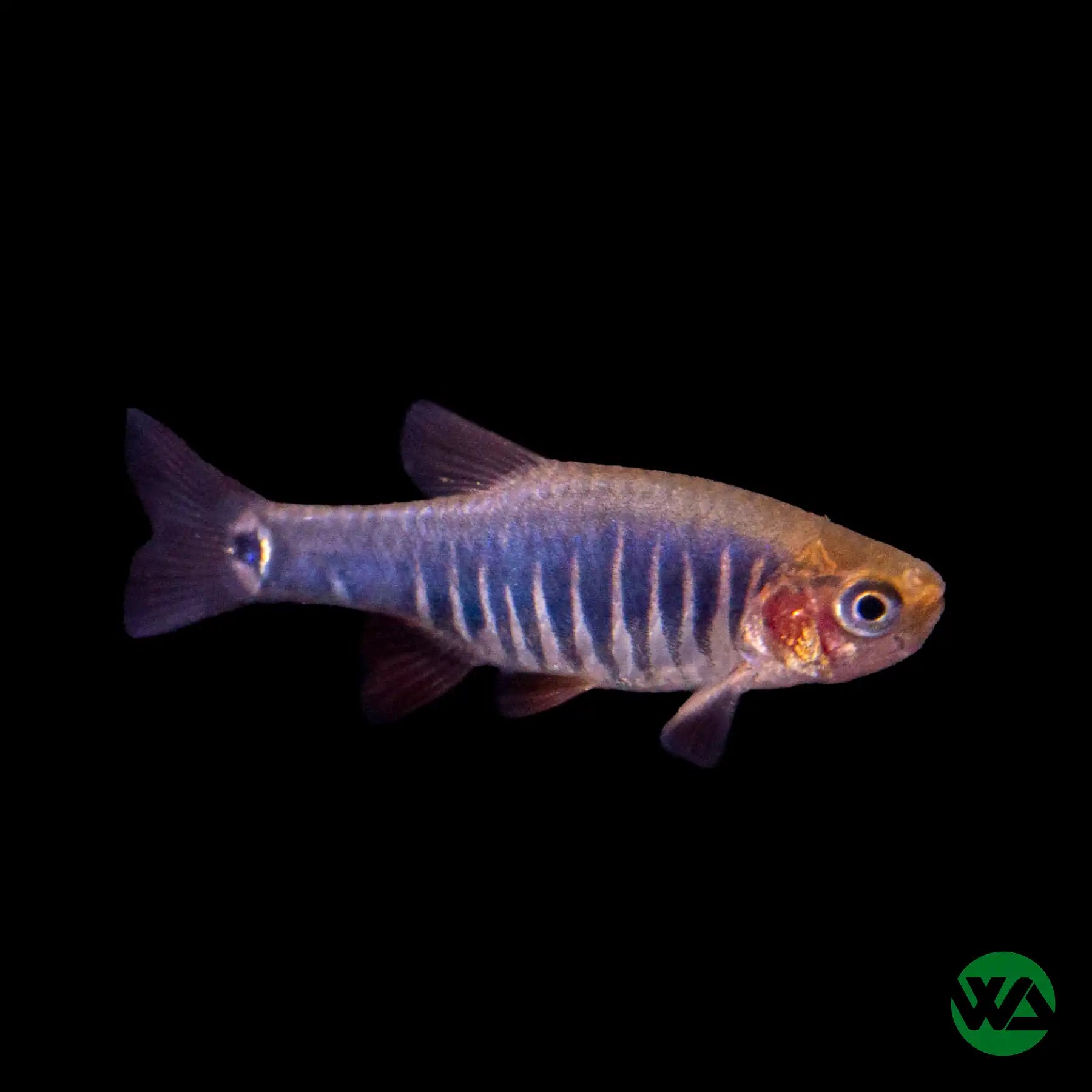 Emerald Dwarf Rasbora - Microasbora erythromicron – Whitlyn Aquatics