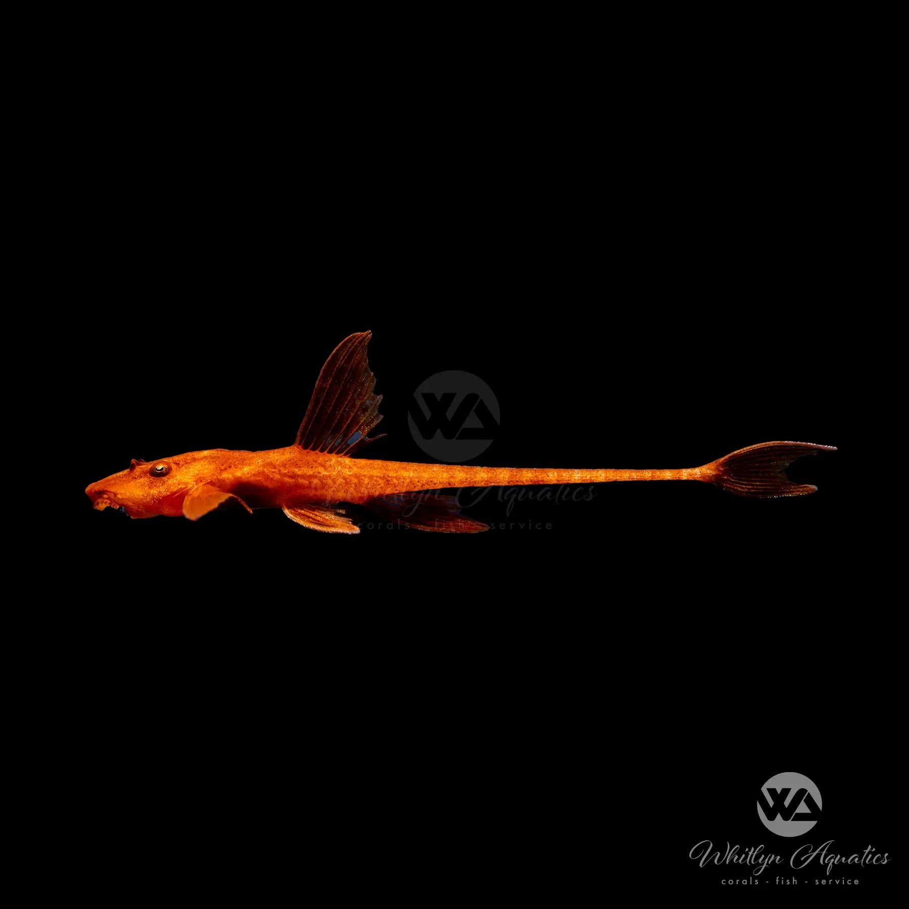 Red Lizard Fish - Rinelocaria sp. L11a – Whitlyn Aquatics