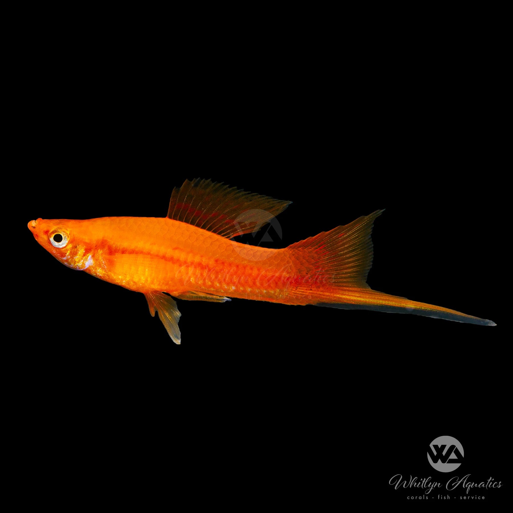 Red Lyretail Swordtail - Xiphophorus helleri – Whitlyn Aquatics