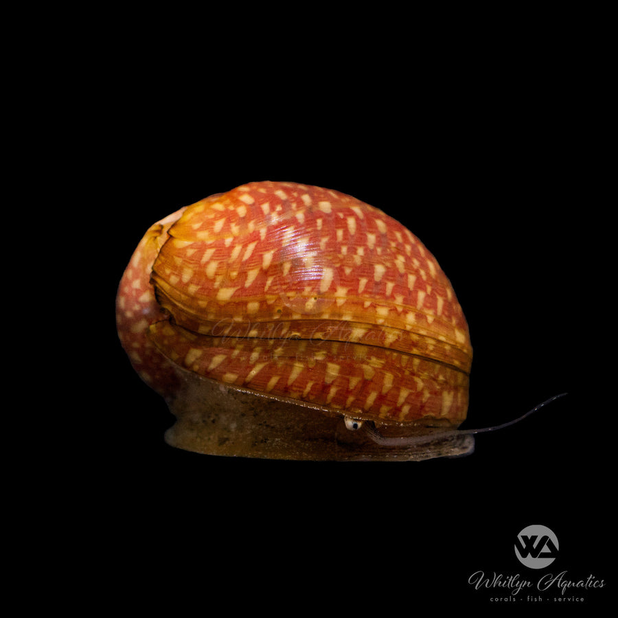 Red Pumpkin Nerite Snail - Vittina species (RARE) – Whitlyn Aquatics
