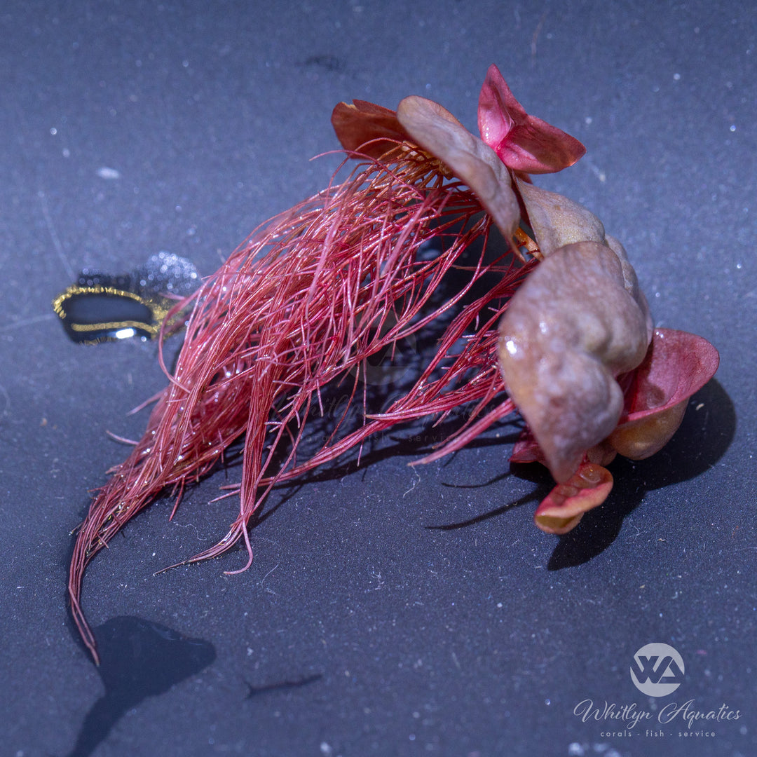 Red Root Floater - Phyllanthus fluitans – Whitlyn Aquatics