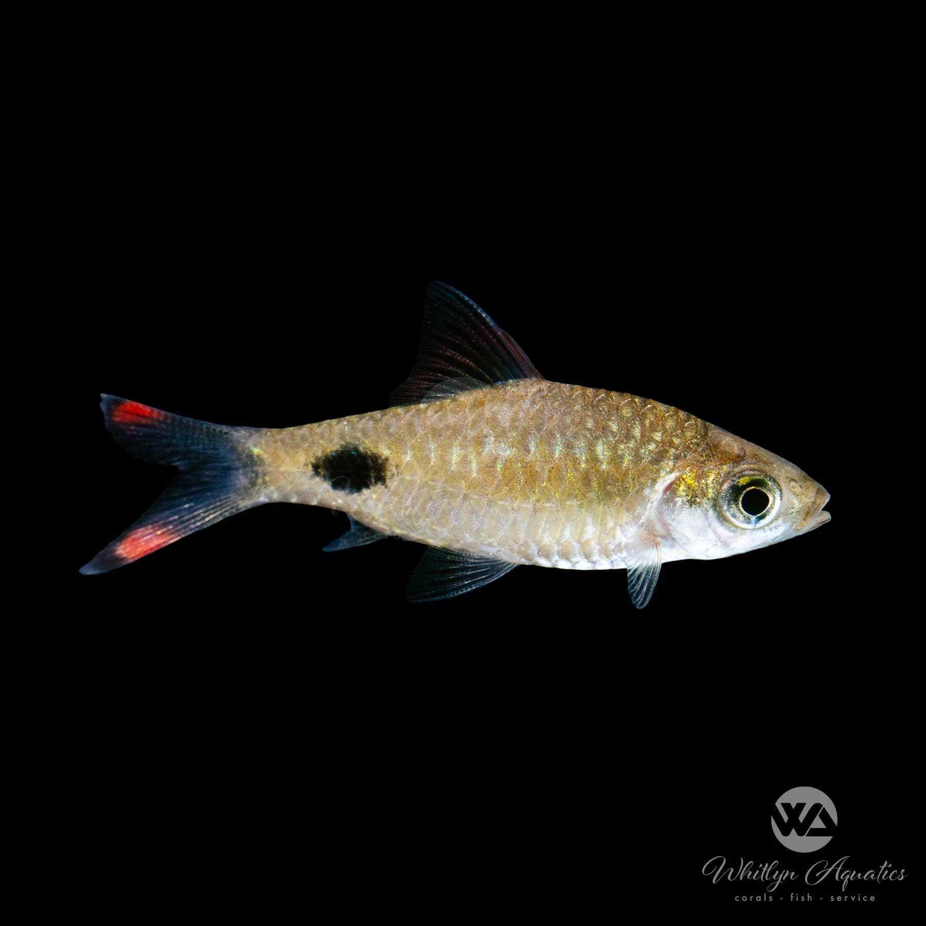 Rohan's Tearspot Barb - Dawkinsia rohani – Whitlyn Aquatics
