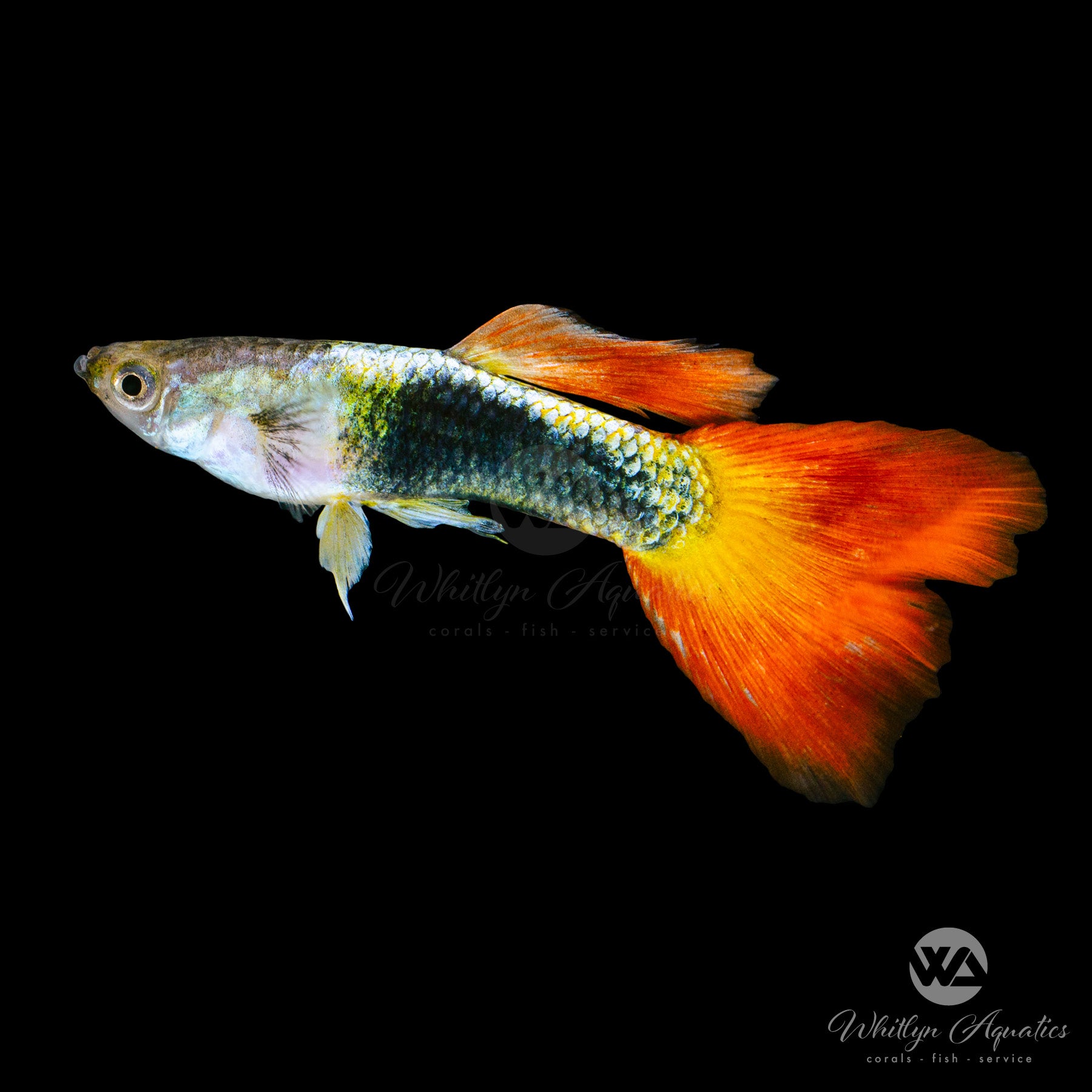 Rushmi Guppy - Poecilia reticulata – Whitlyn Aquatics