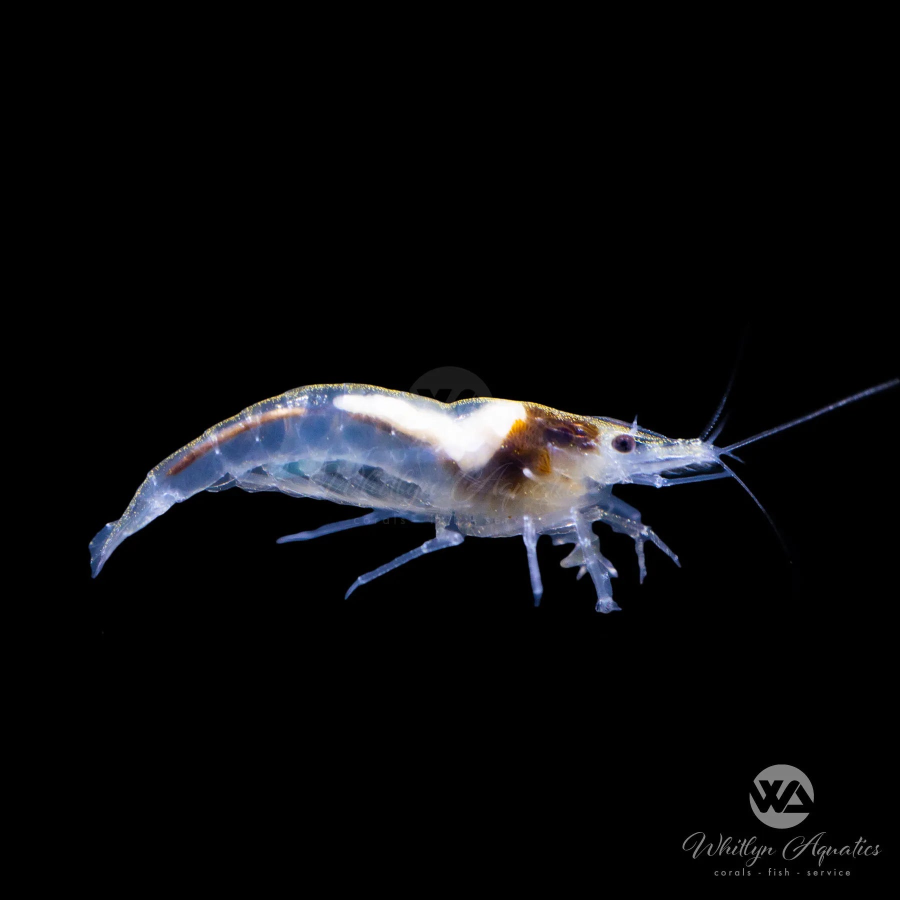 Snowball Shrimp - Neocaridina davidi – Whitlyn Aquatics