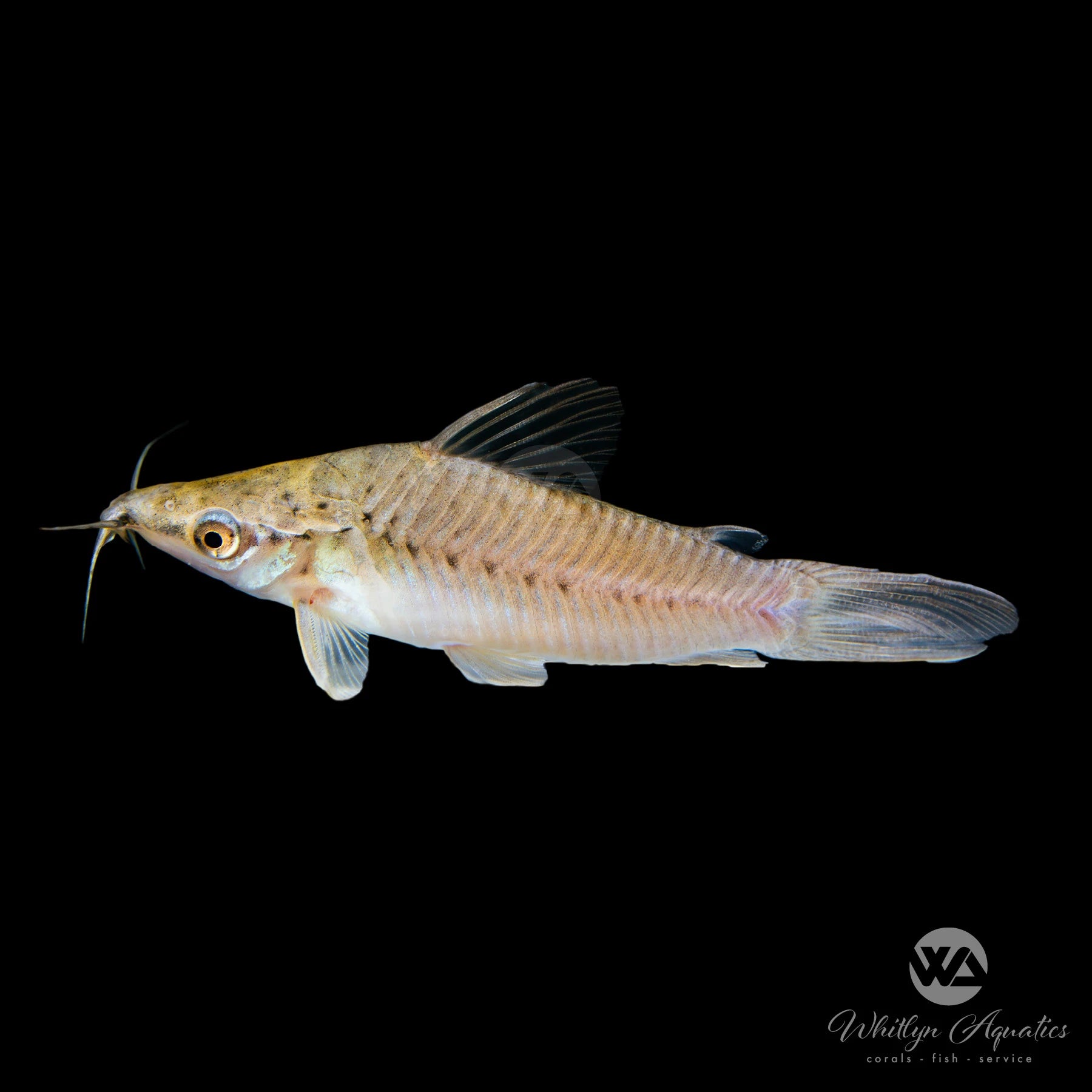 Spotted Hoplo Catfish - Megalechis thoracata – Whitlyn Aquatics