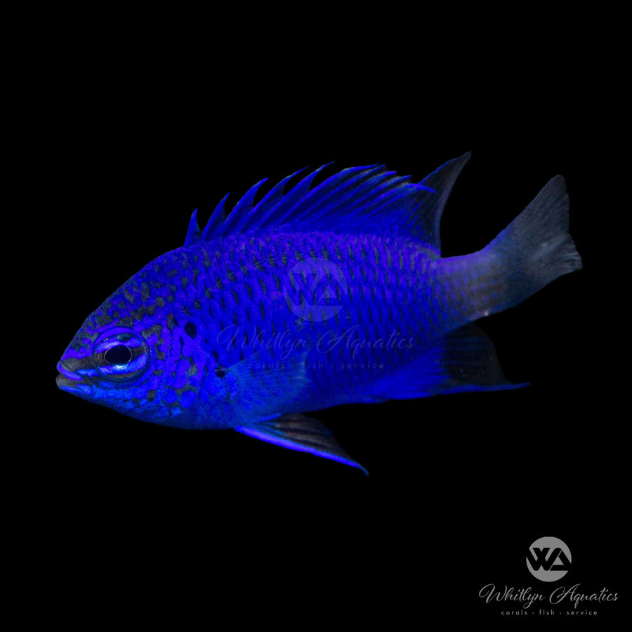 Damselfish – Whitlyn Aquatics