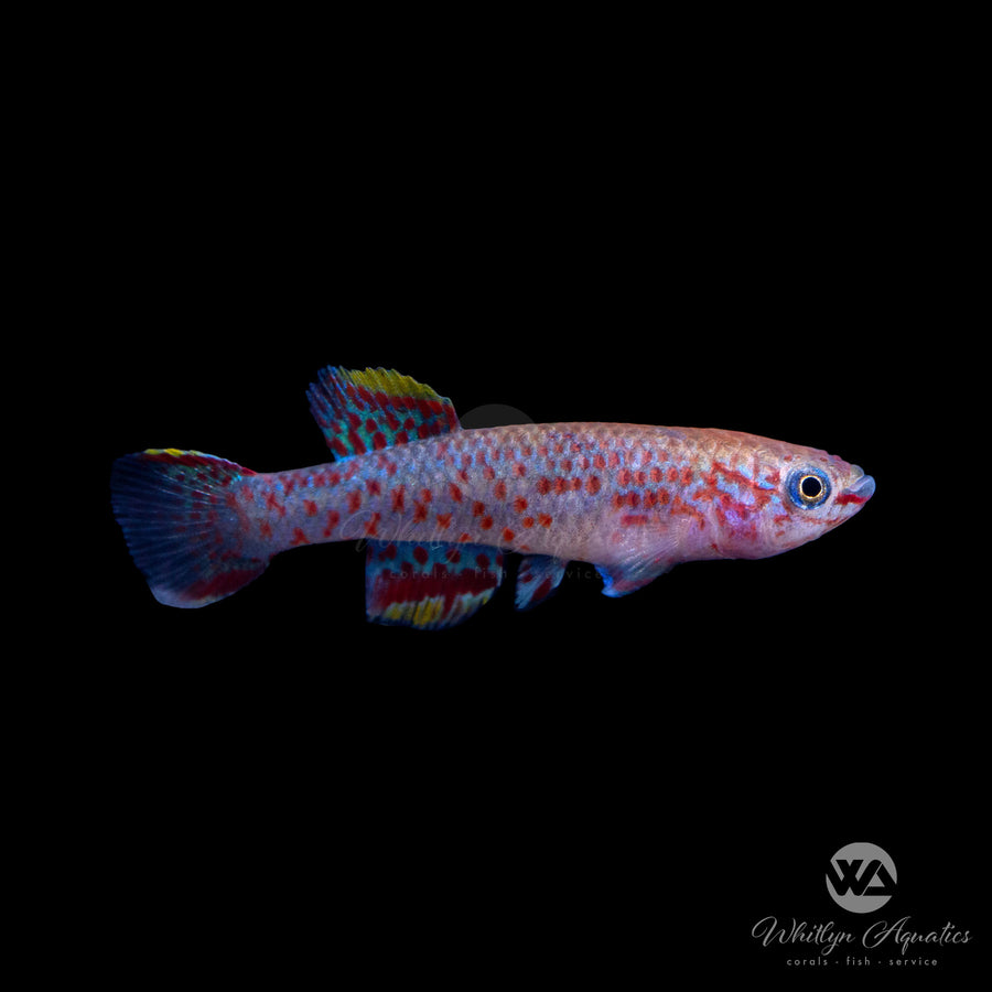 Killifish – Whitlyn Aquatics