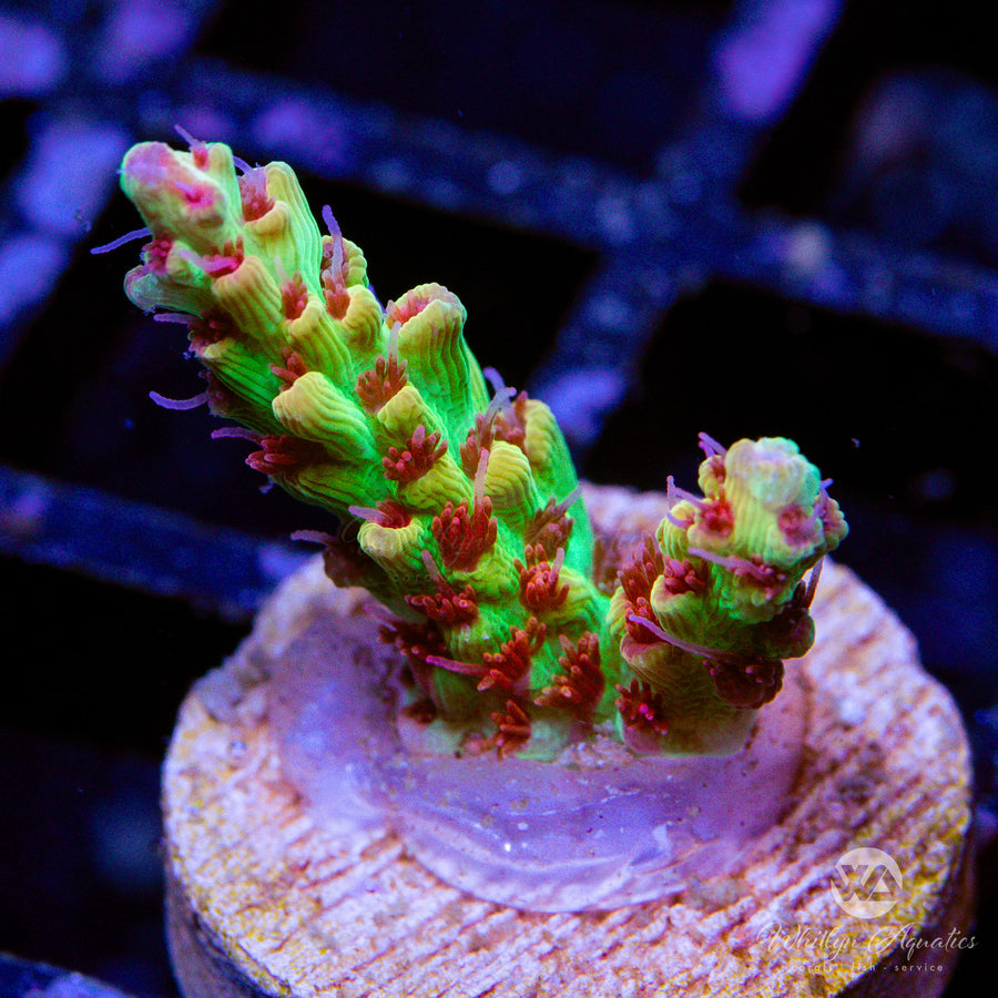 Acropora – Whitlyn Aquatics