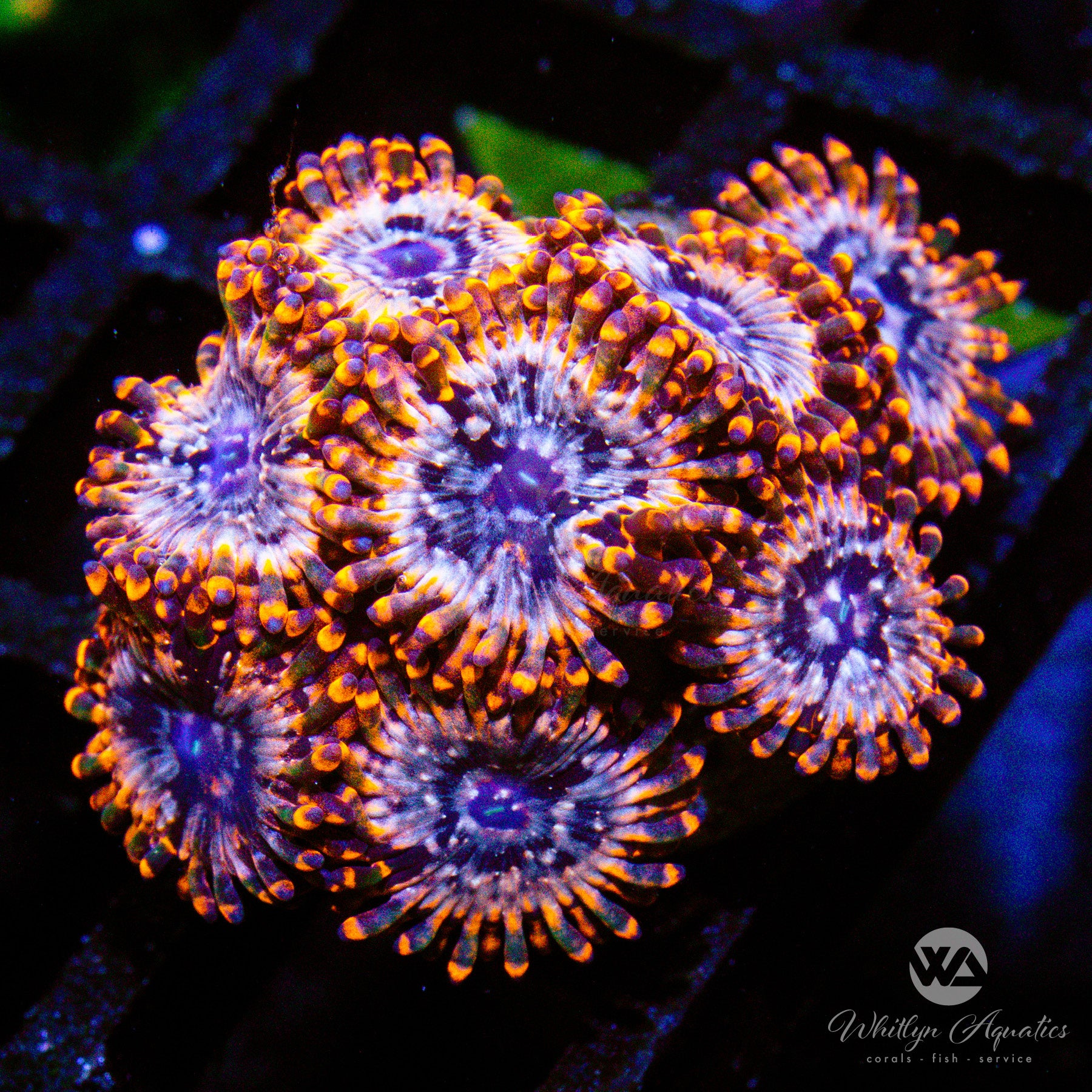 Utter Chaos Zoanthid (Aquacultured) – Whitlyn Aquatics