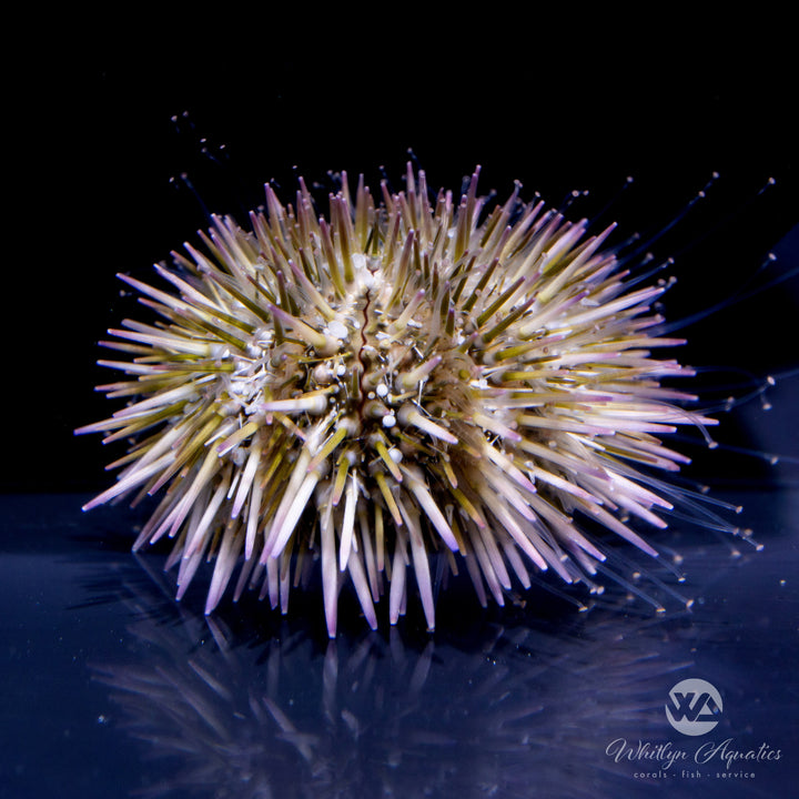 Urchins – Whitlyn Aquatics