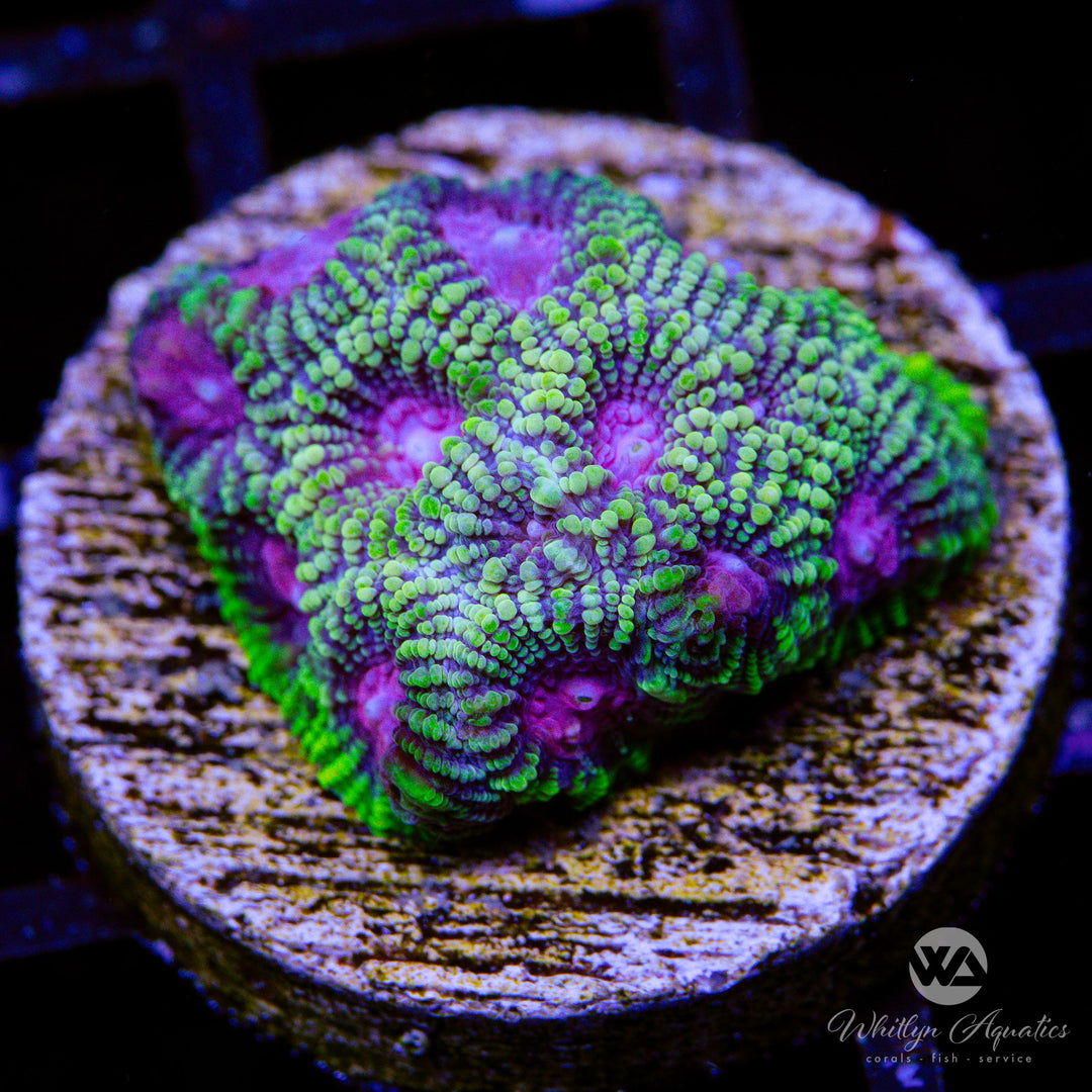 Favia & Goniastrea Coral For Sale – Whitlyn Aquatics