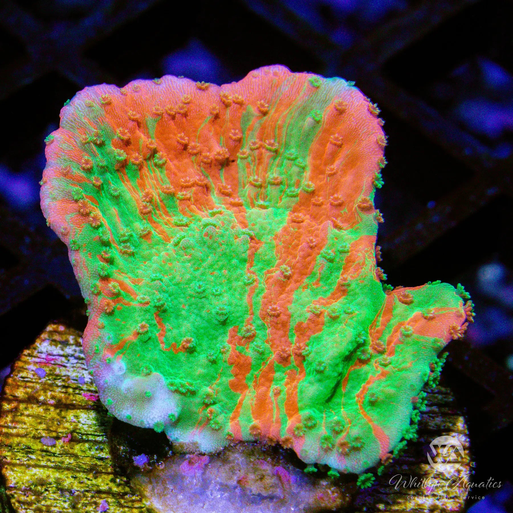 WA Pumpkin Splice Monti Cap – Whitlyn Aquatics
