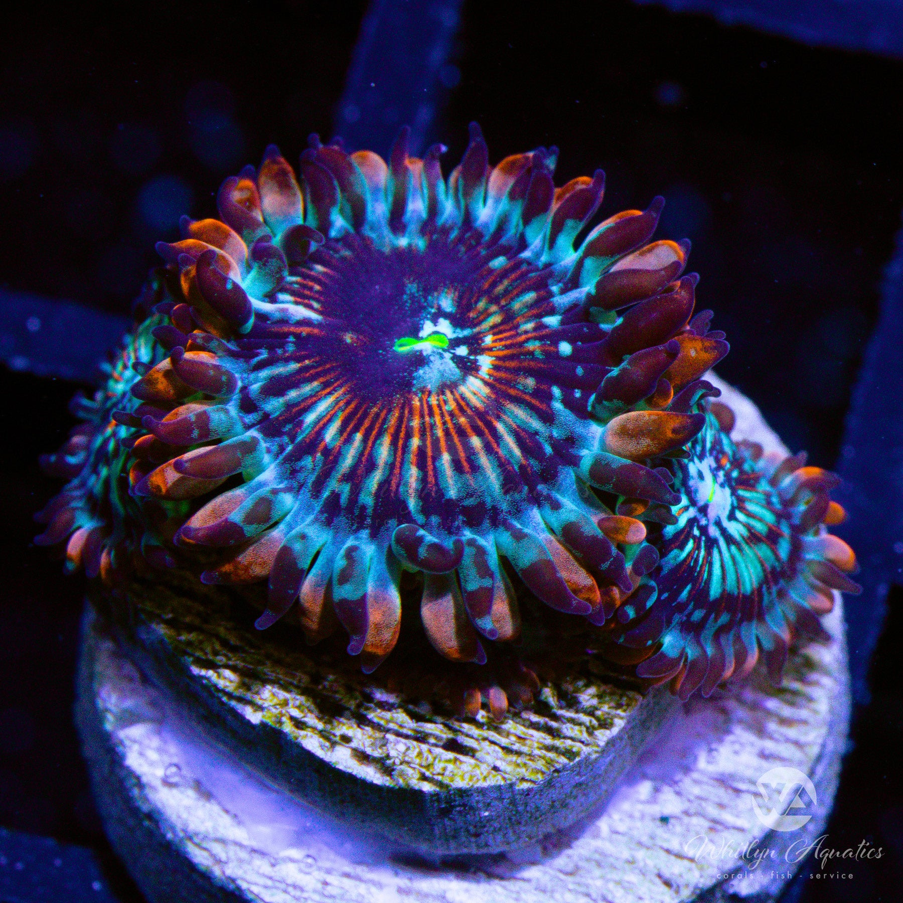 White Zombie Zoa (Aquacultured) – Whitlyn Aquatics