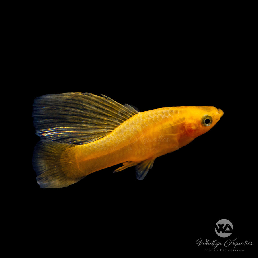 Livebearers – Whitlyn Aquatics
