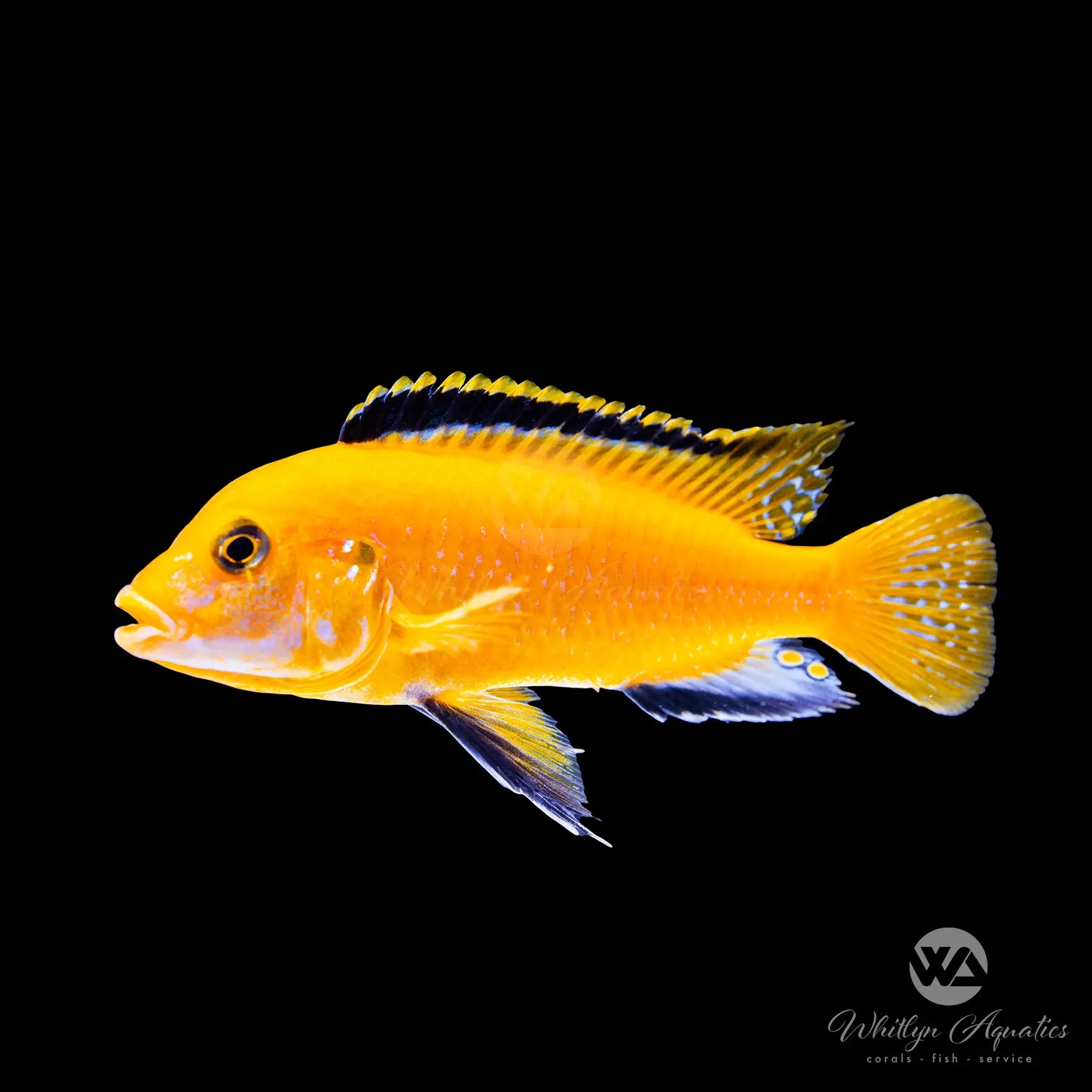 Yellow Lab Mbuna Cichlid - Labidochromis caeruleus – Whitlyn Aquatics