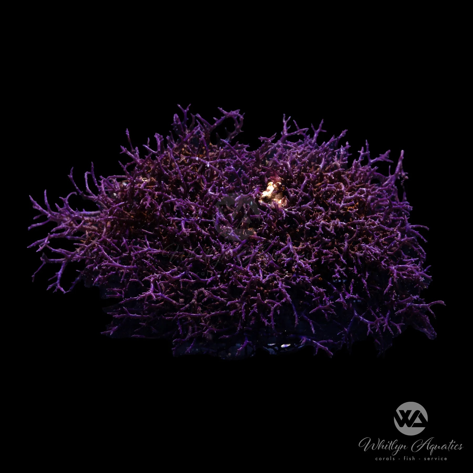 Blue Hypnea - Macroalgae 1” x 1” – Whitlyn Aquatics