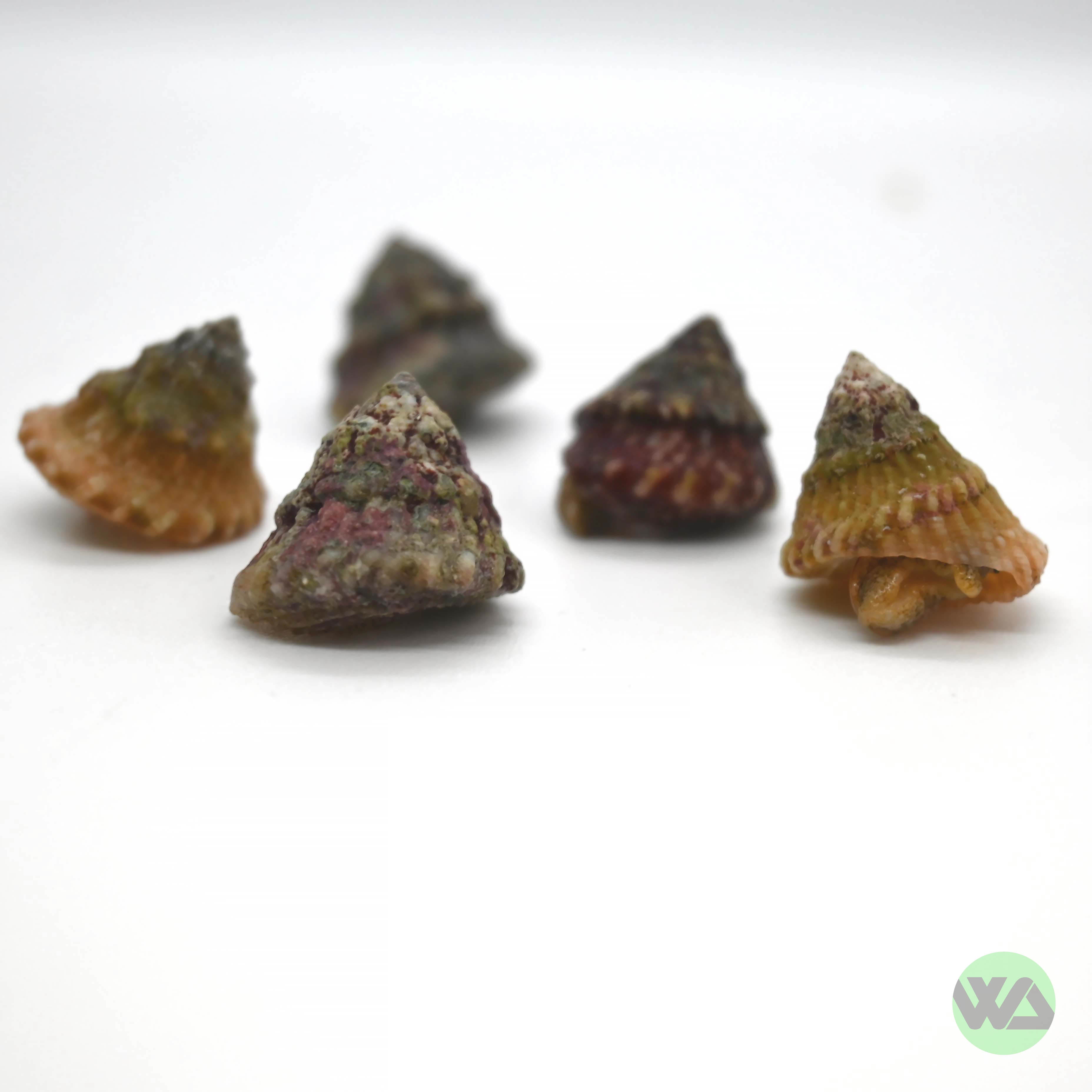 Astraea Snails - Astraea tecta – Whitlyn Aquatics
