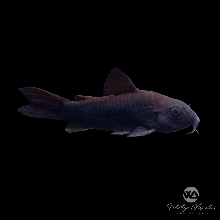 Catfish – Whitlyn Aquatics