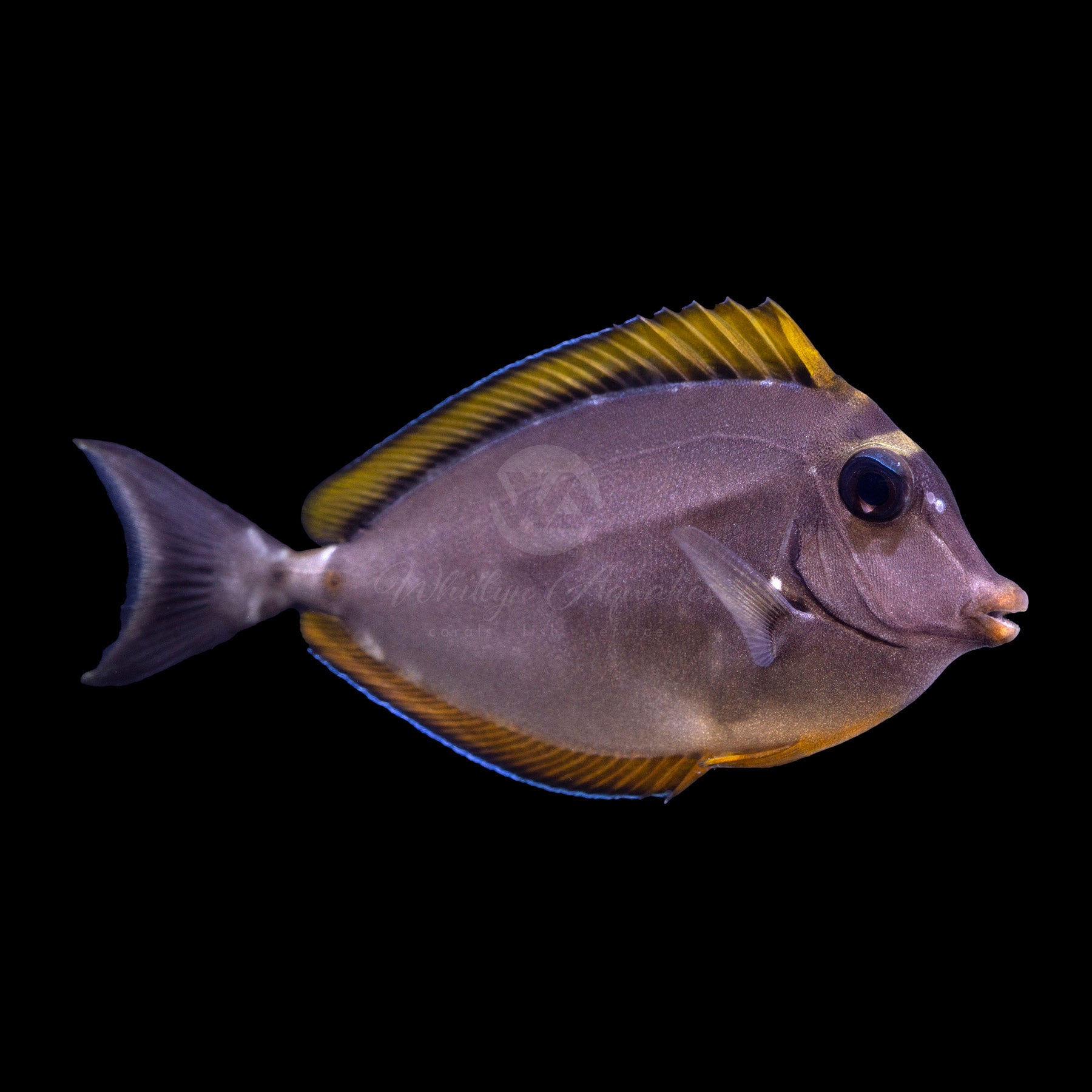 Male Blonde Naso Tang